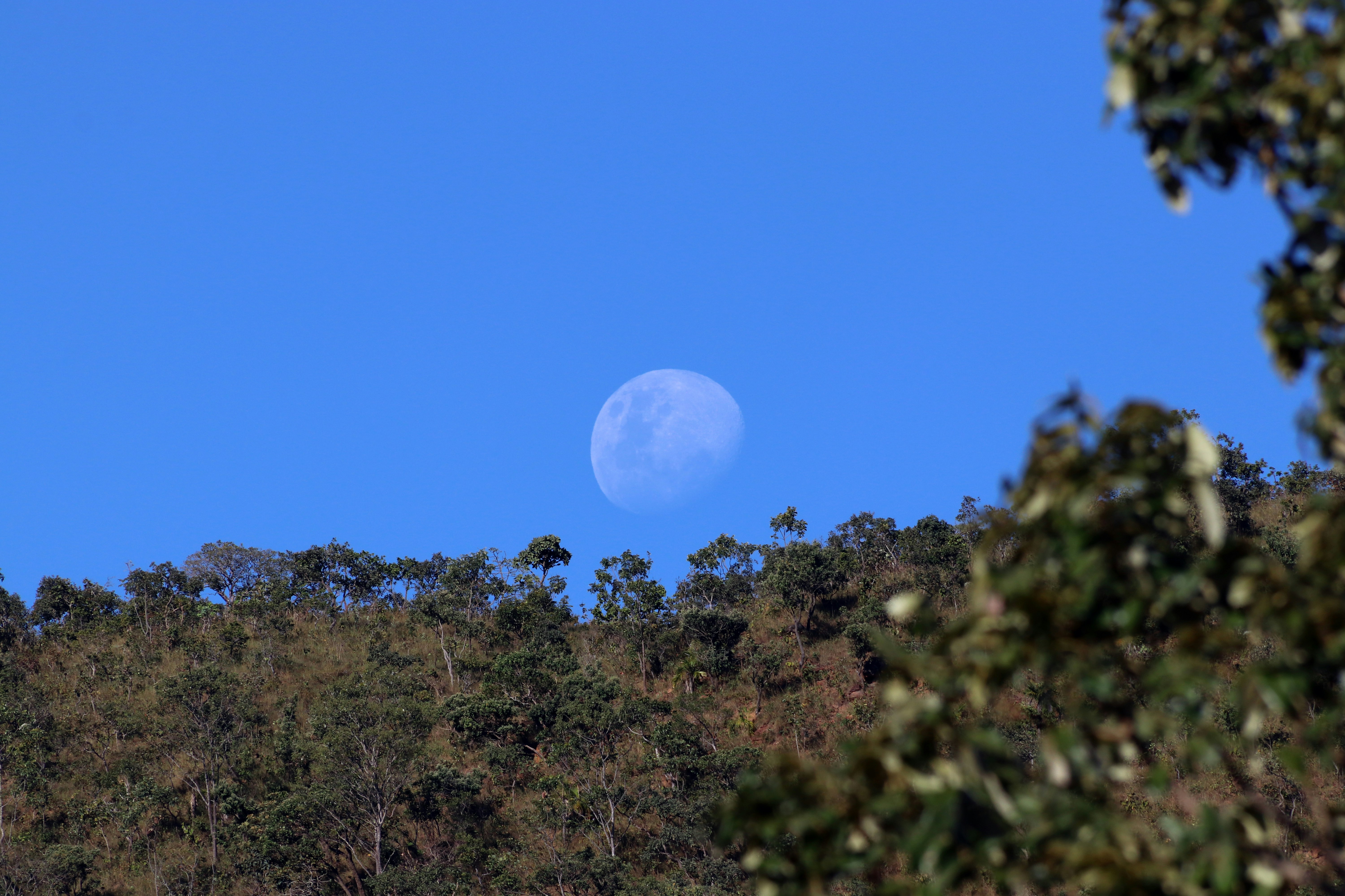 Moonrise Above the Forest Crown