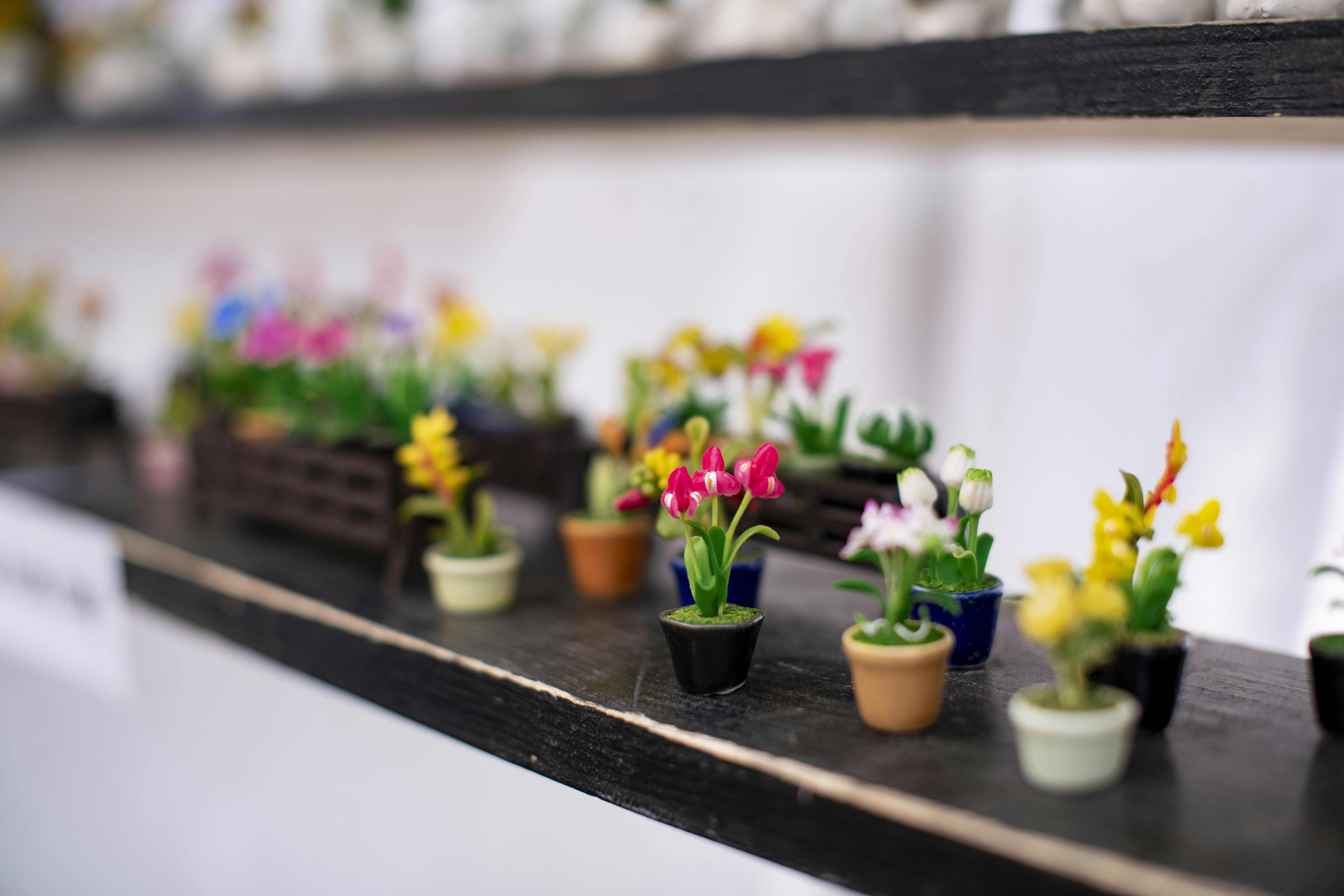 Candy-Colored Florals on a Narrow Shelf: A Sharp-Focus Moment