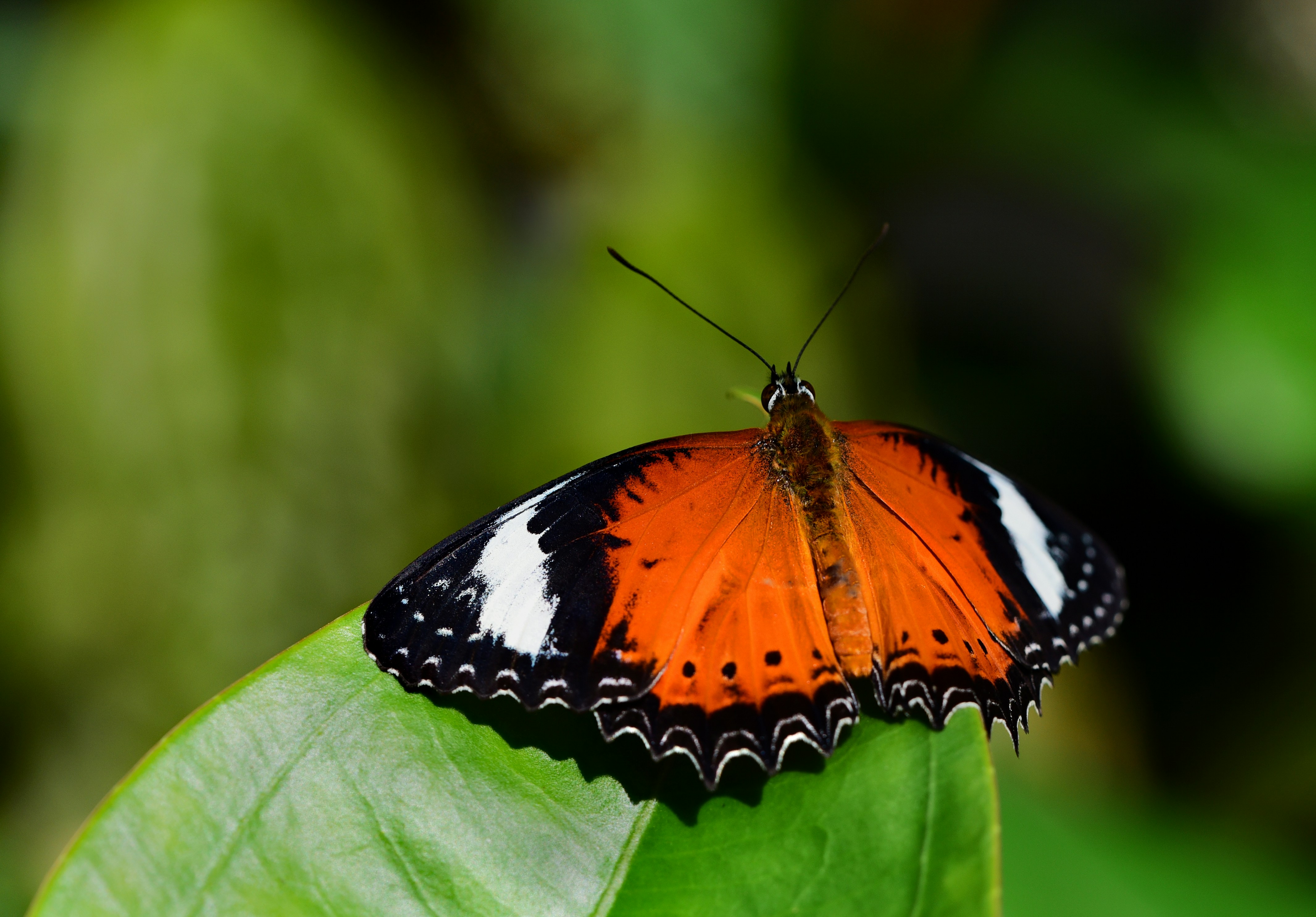 Colorful butterfly perched gracefully on a green leaf, showcasing intricate wing patterns against a blurred natural backdrop.