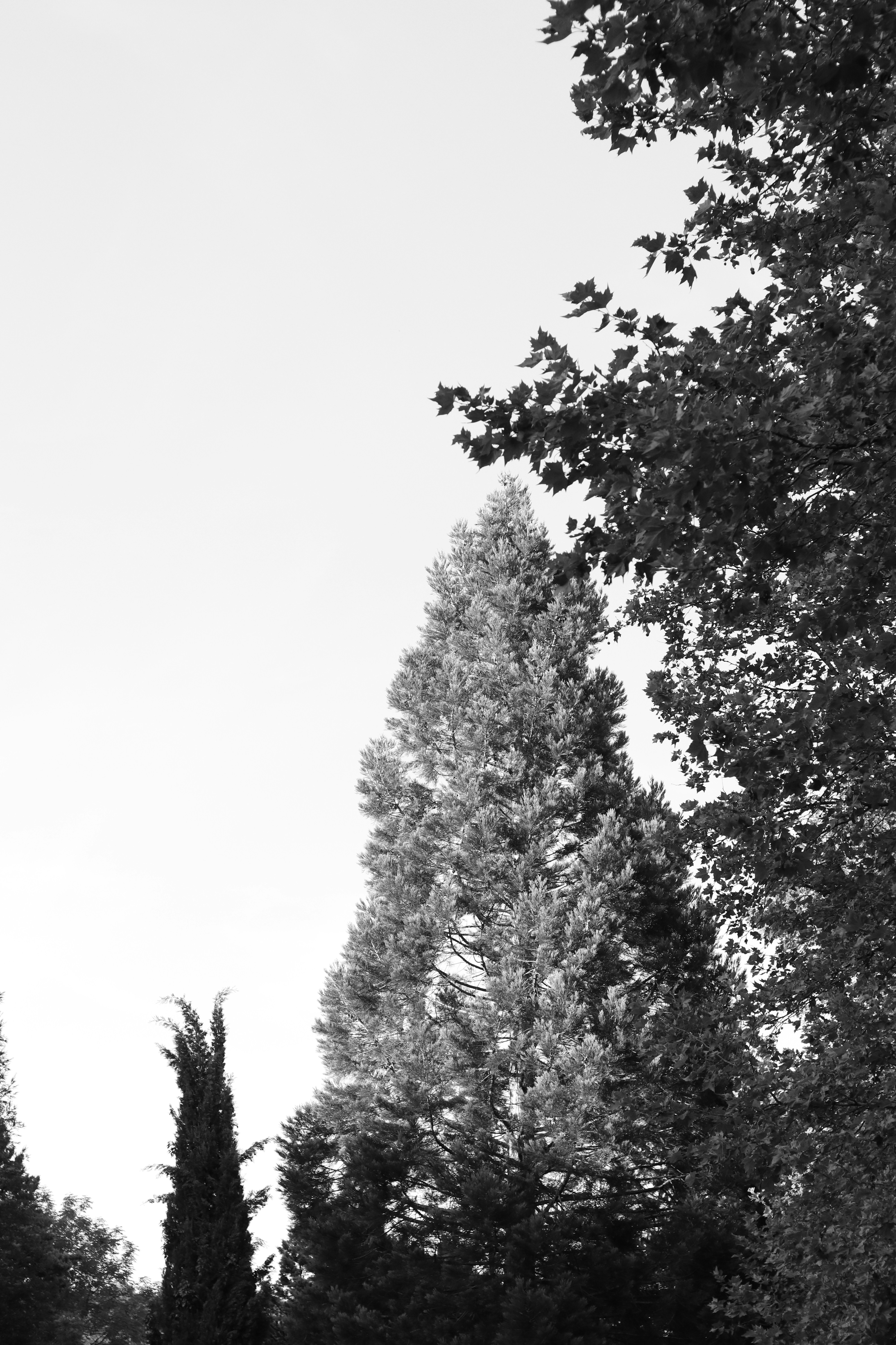 Grayscale photography of pine trees photo – Free Nature Image on Unsplash