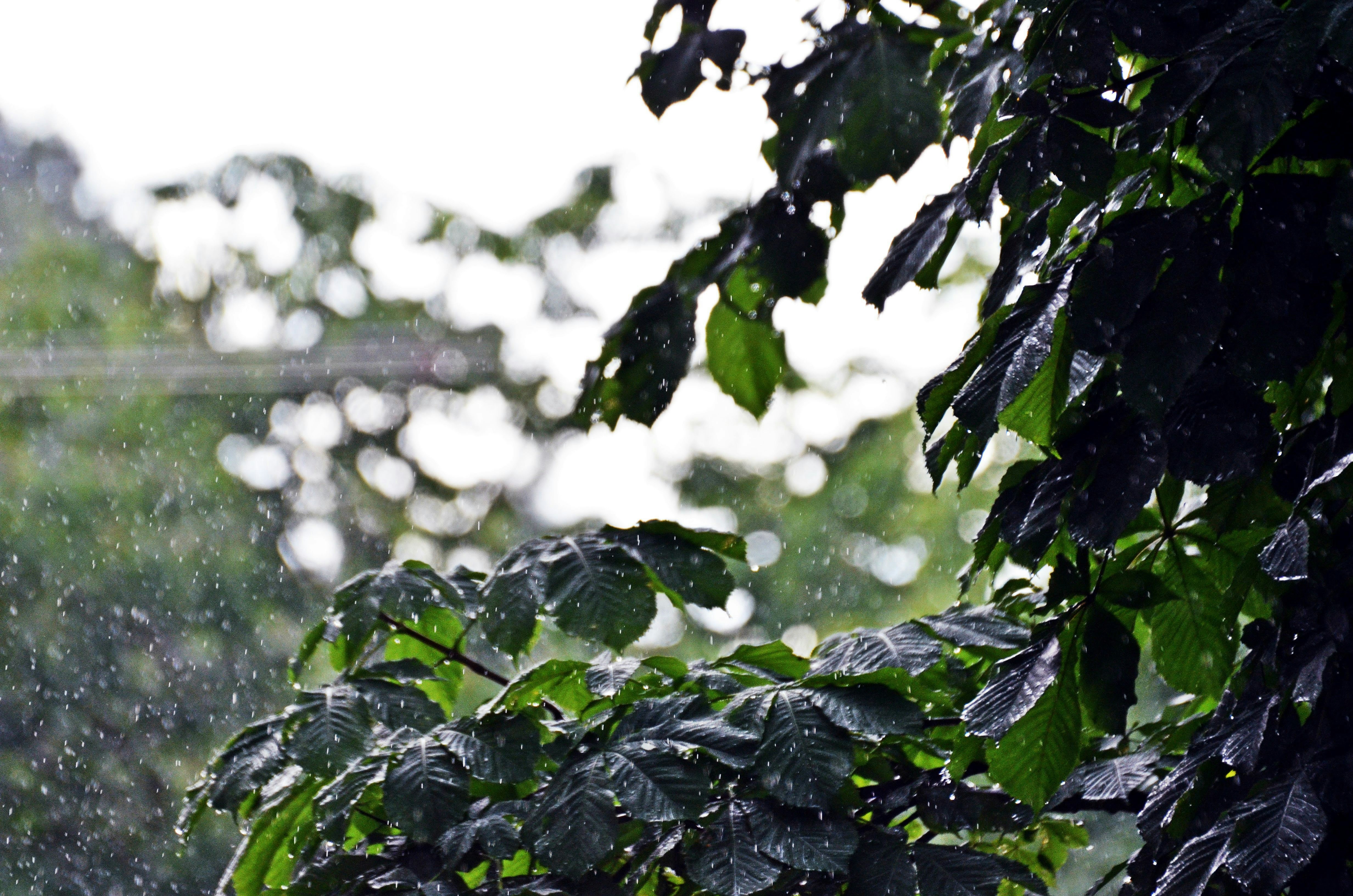 Rain Falling On Trees