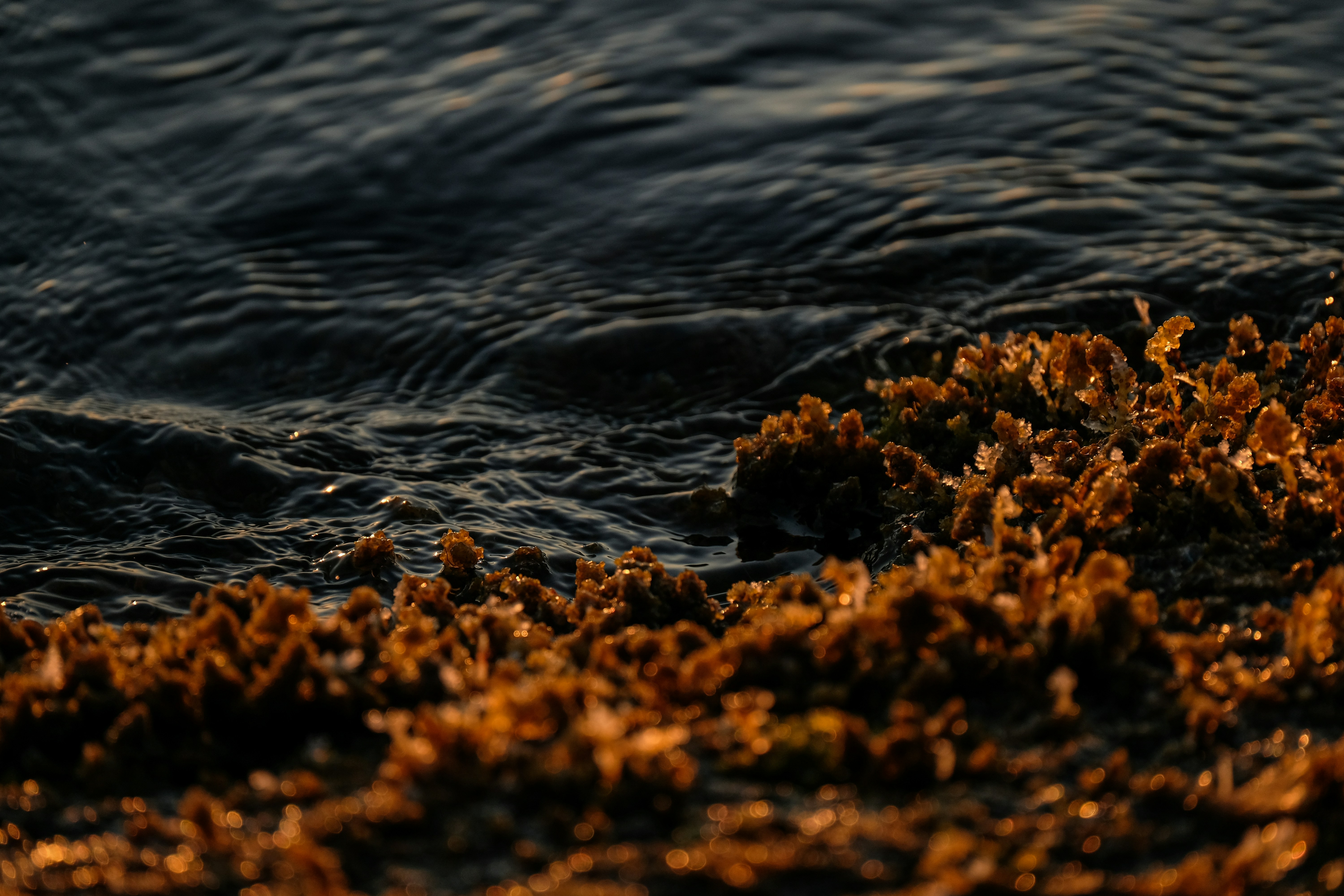 Golden seaweed illuminated by the setting sun, gently lapping waves create a serene coastal atmosphere.