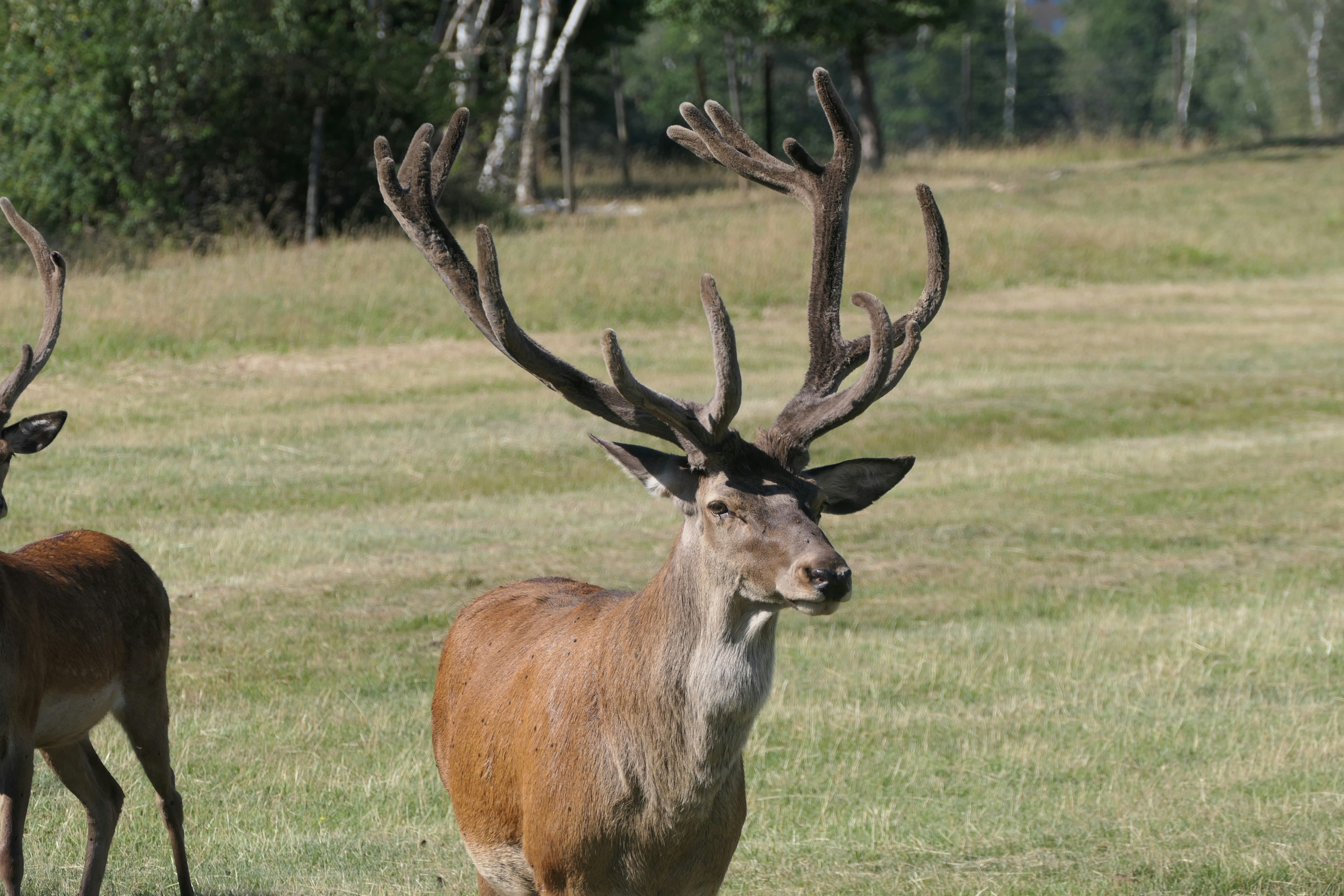 A male deer with impressive antlers stands prominently in a grassy field, showcasing its natural elegance and strength.