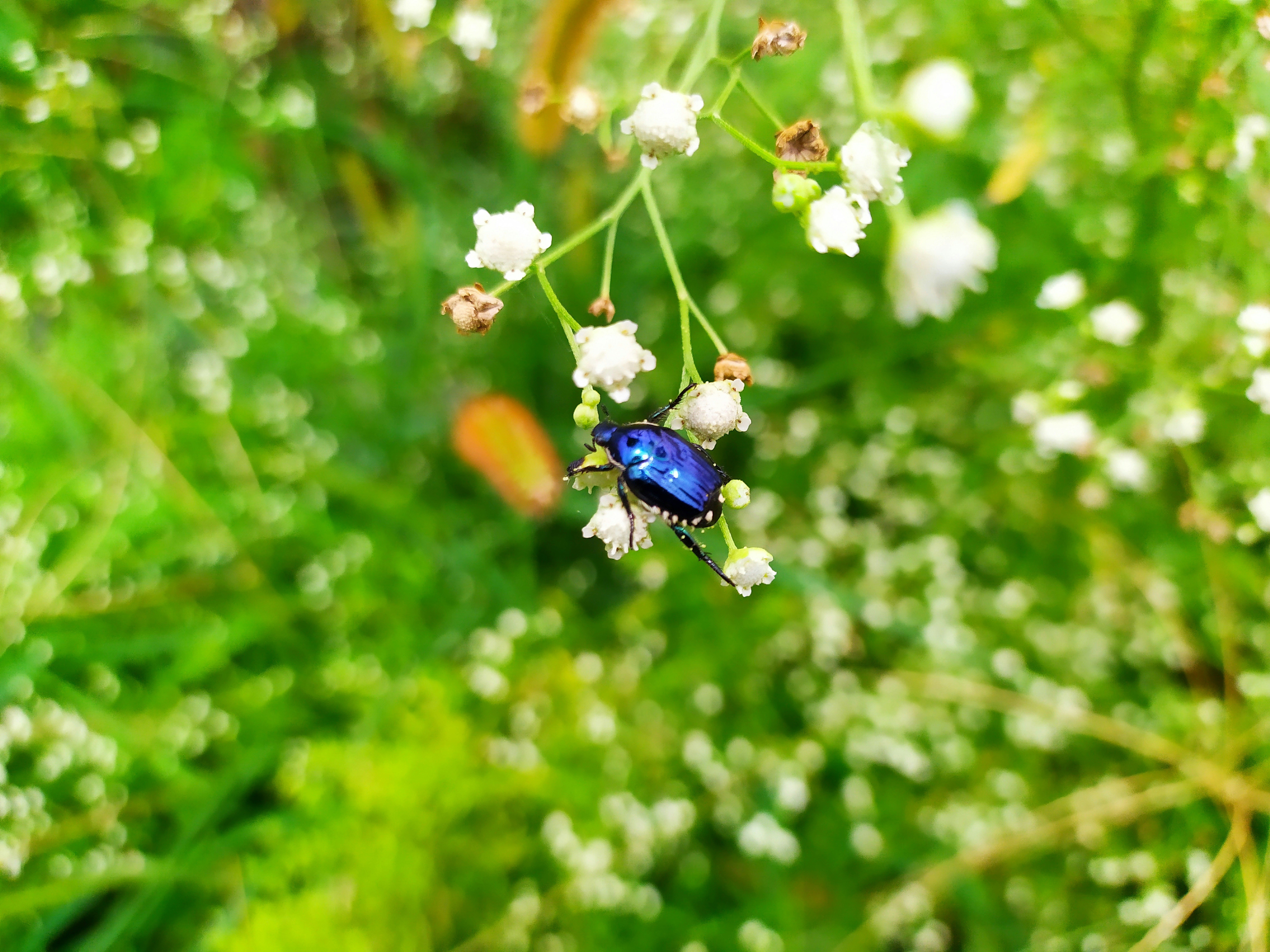 Blue insect on flowers photo – Free Vignana kendra Image on Unsplash
