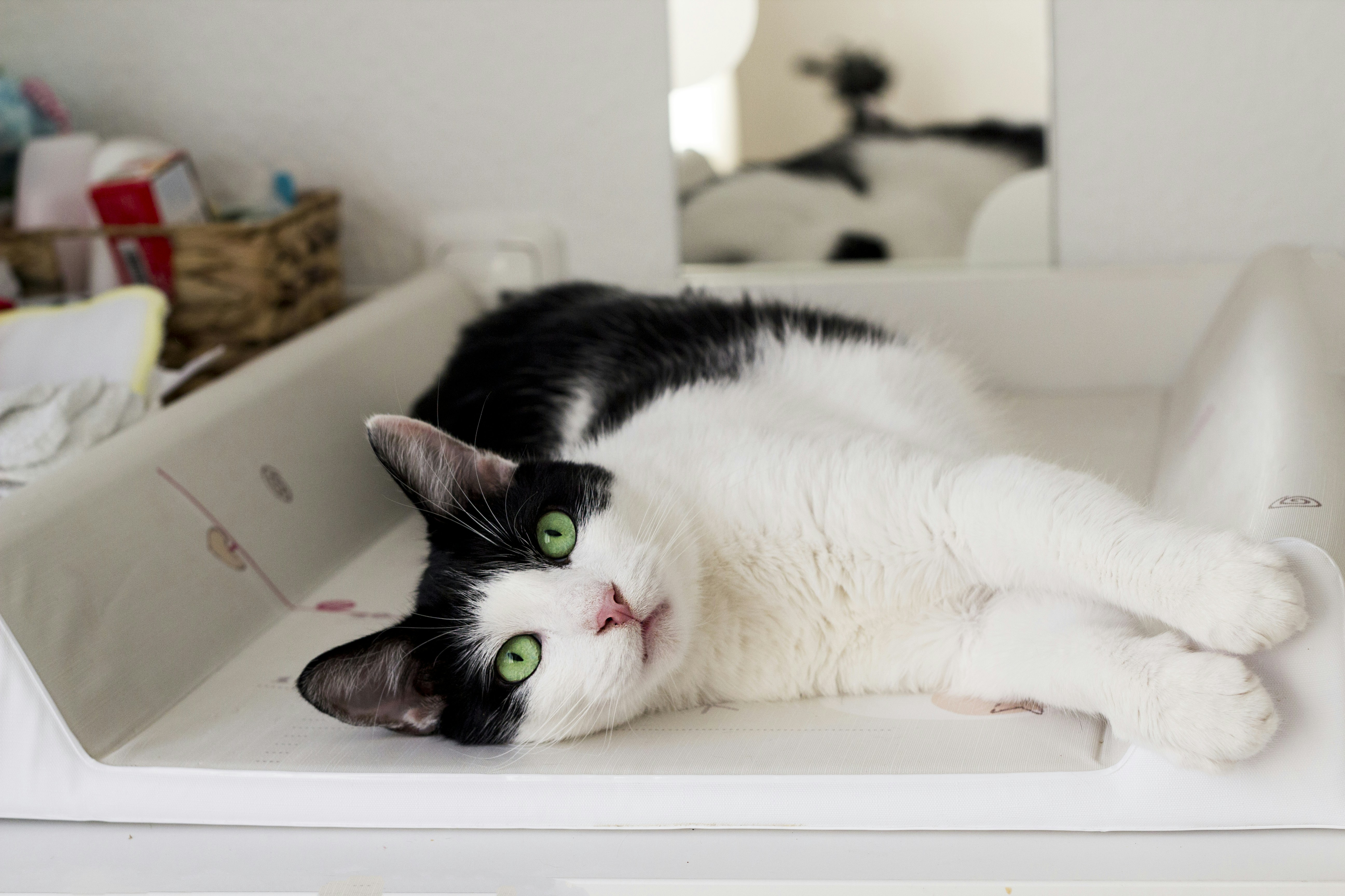 Green-Eyed Cat in a Sunny Laundry Nook