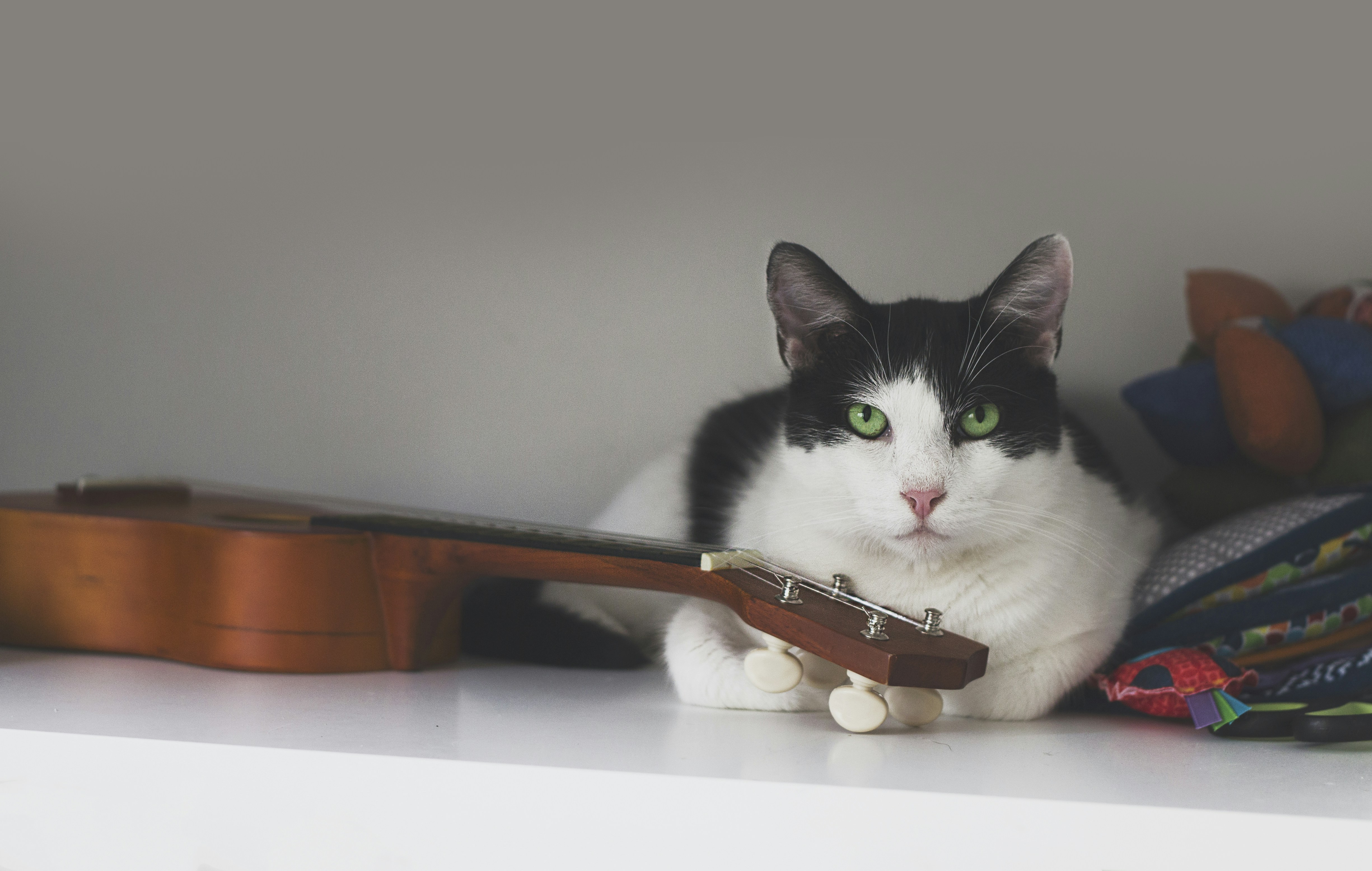 A black and white cat rests beside a ukulele on a shelf, exuding a calm demeanor. The soft lighting enhances the serene atmosphere.