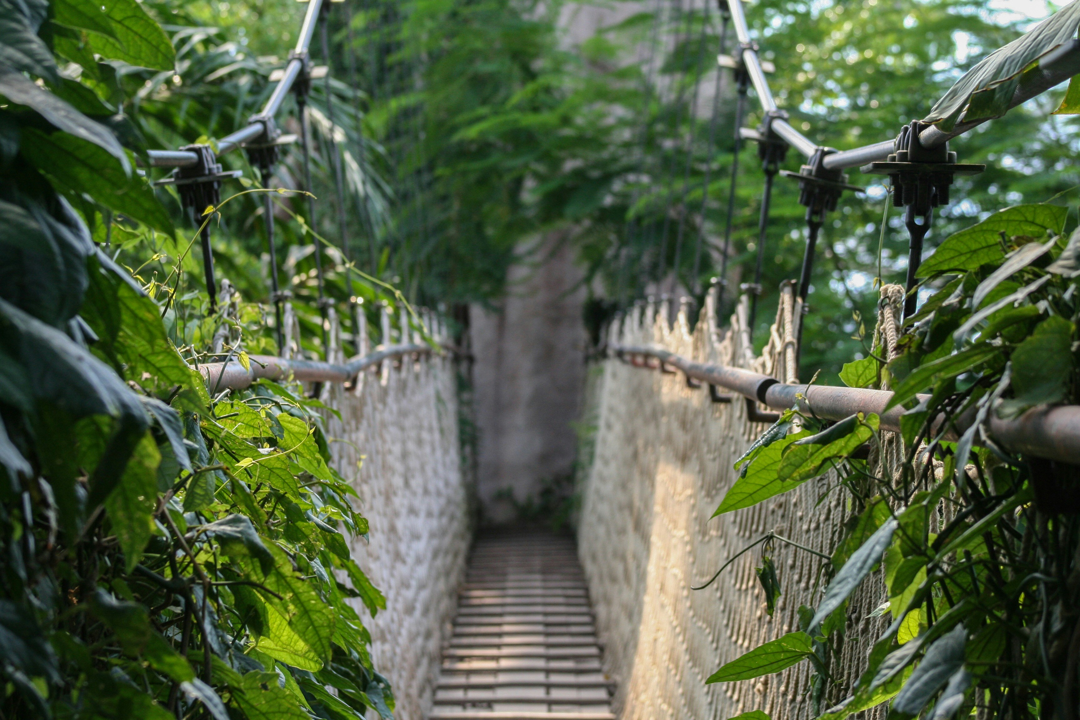 An overgrown rope bridge.