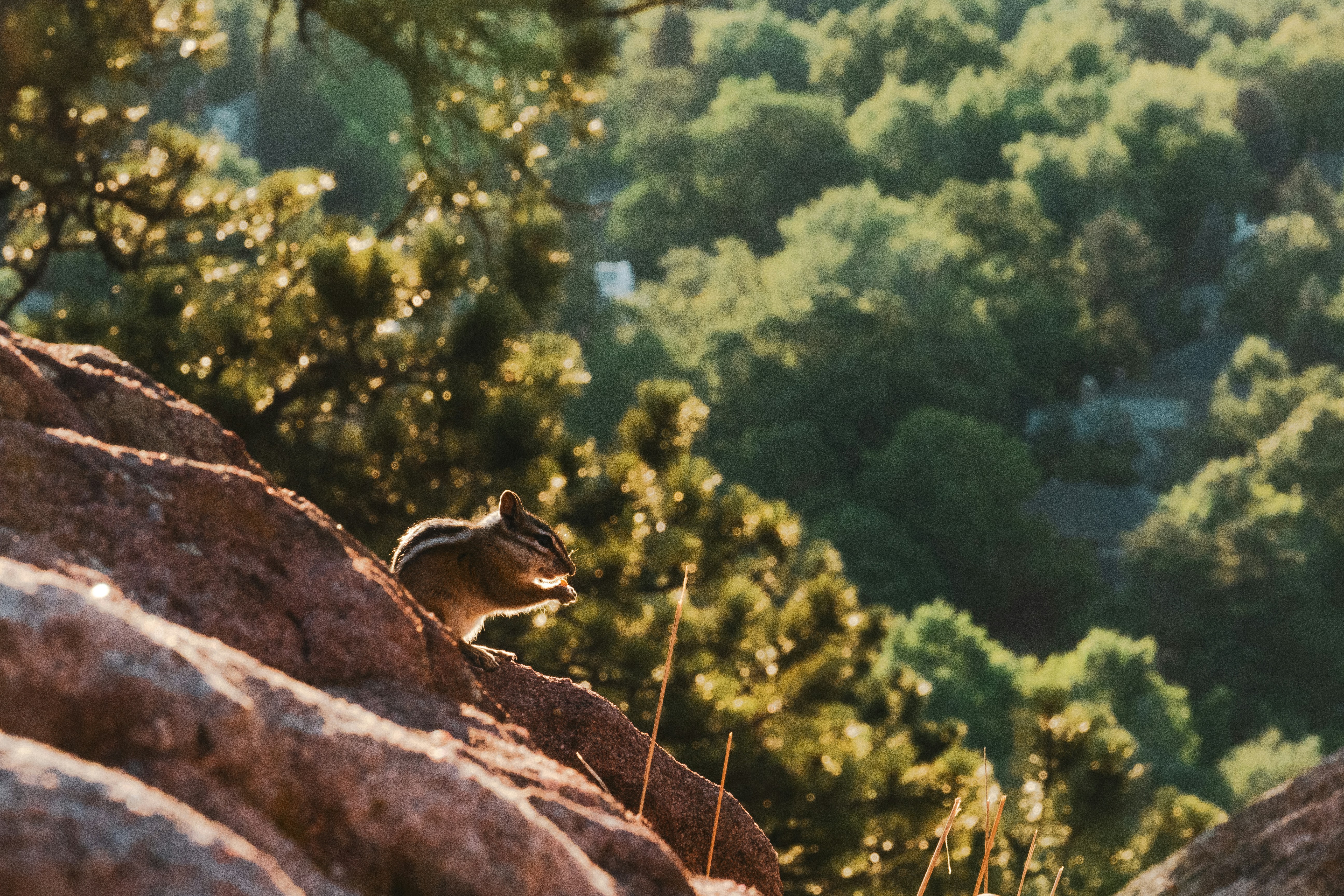On the Edge: A Chipmunk Poised on a Sunlit Rocky Ridge
