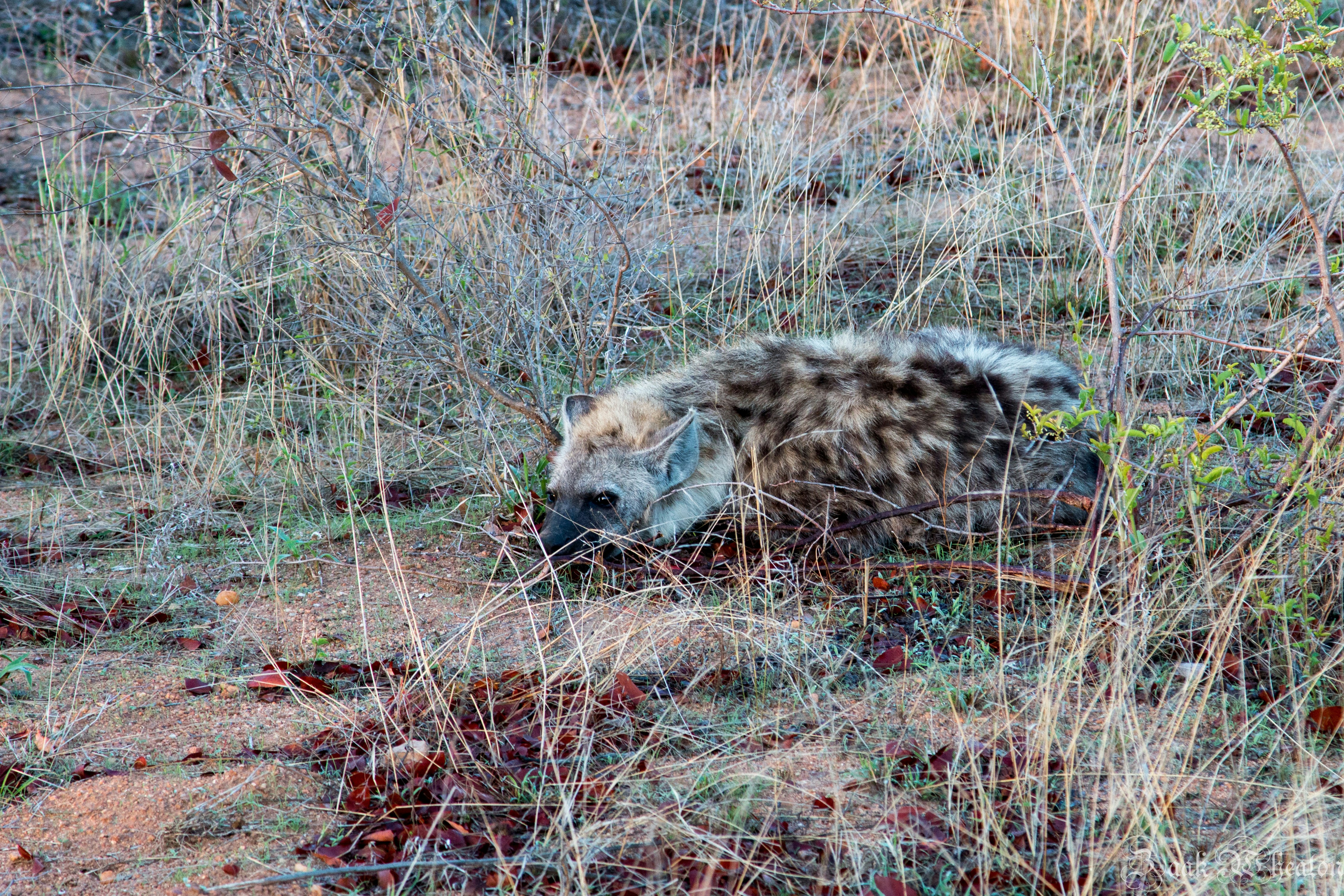 brown hyena lying on ground during daytime