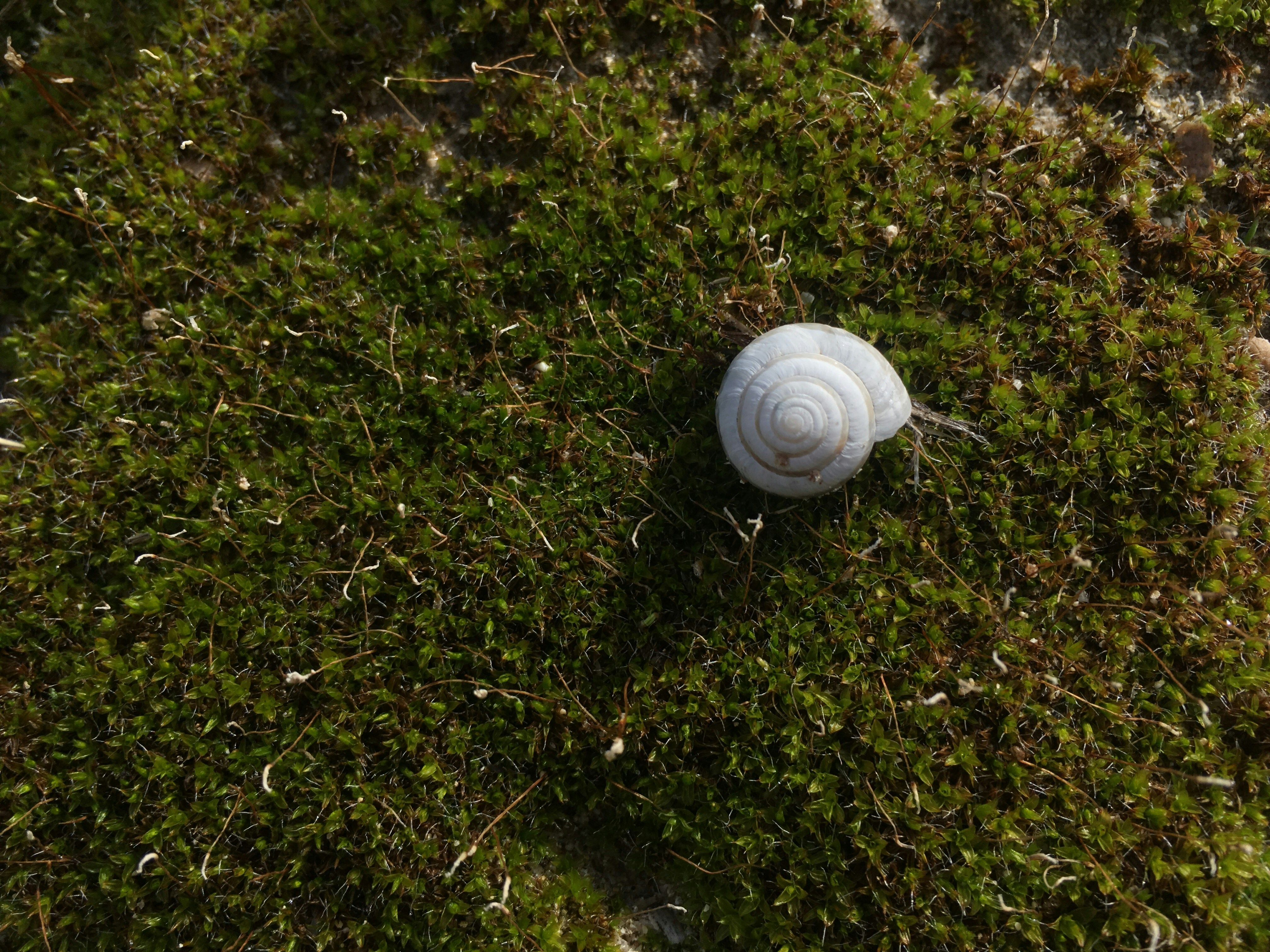 Foto Caracol blanco en el suelo – Imagen Taperoo gratis en Unsplash