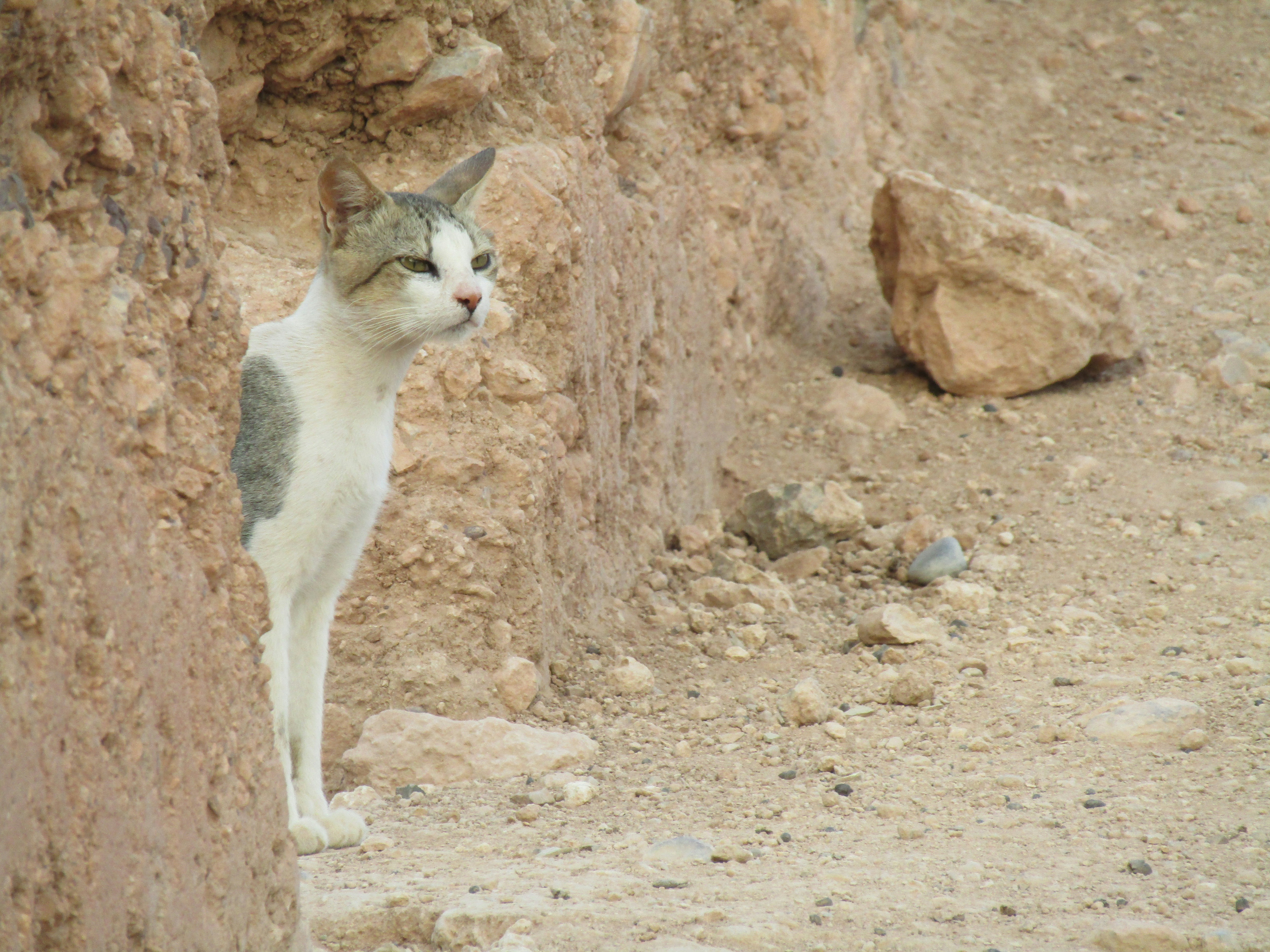 A curious cat peering out from a rocky crevice in a sunlit desert landscape.
