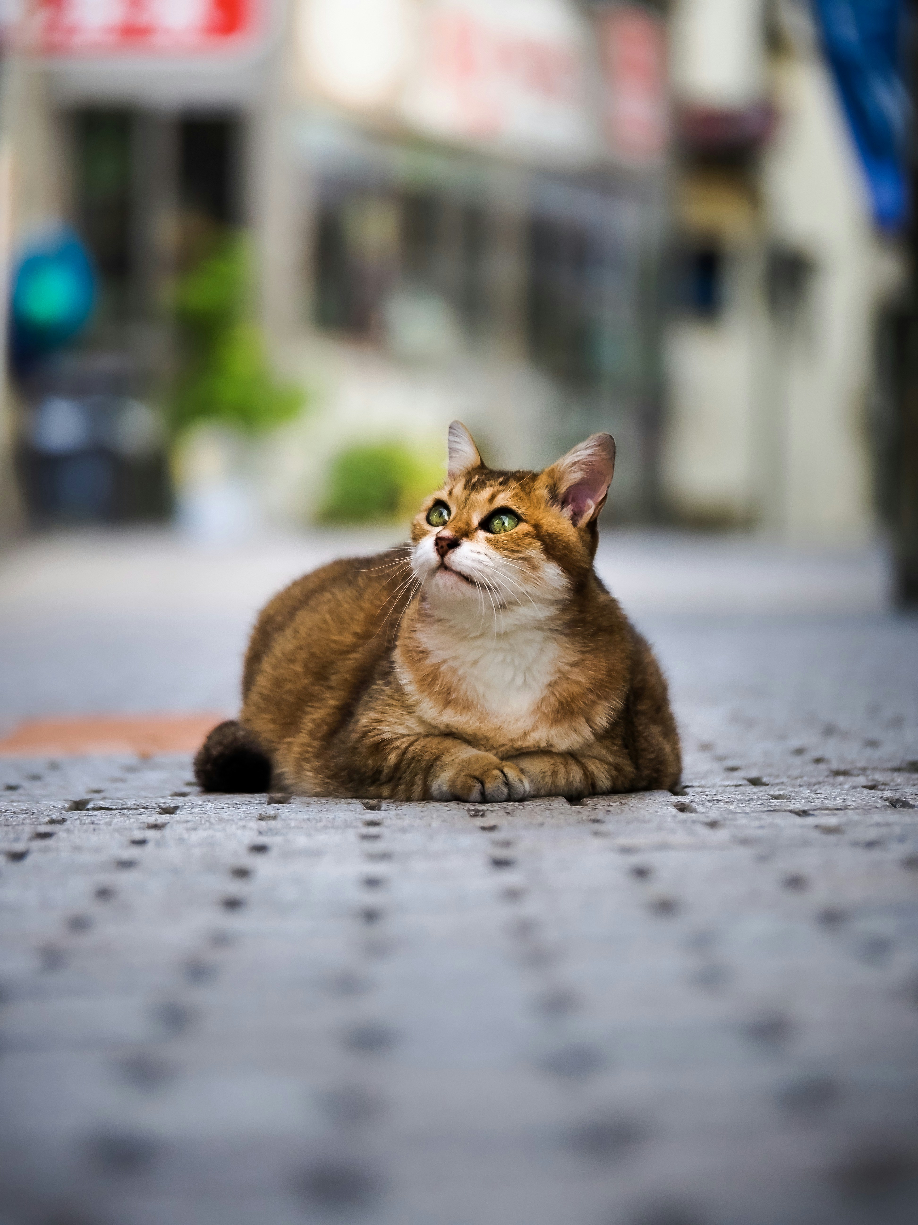 Royal Street Muse: The Cat at Ground Level