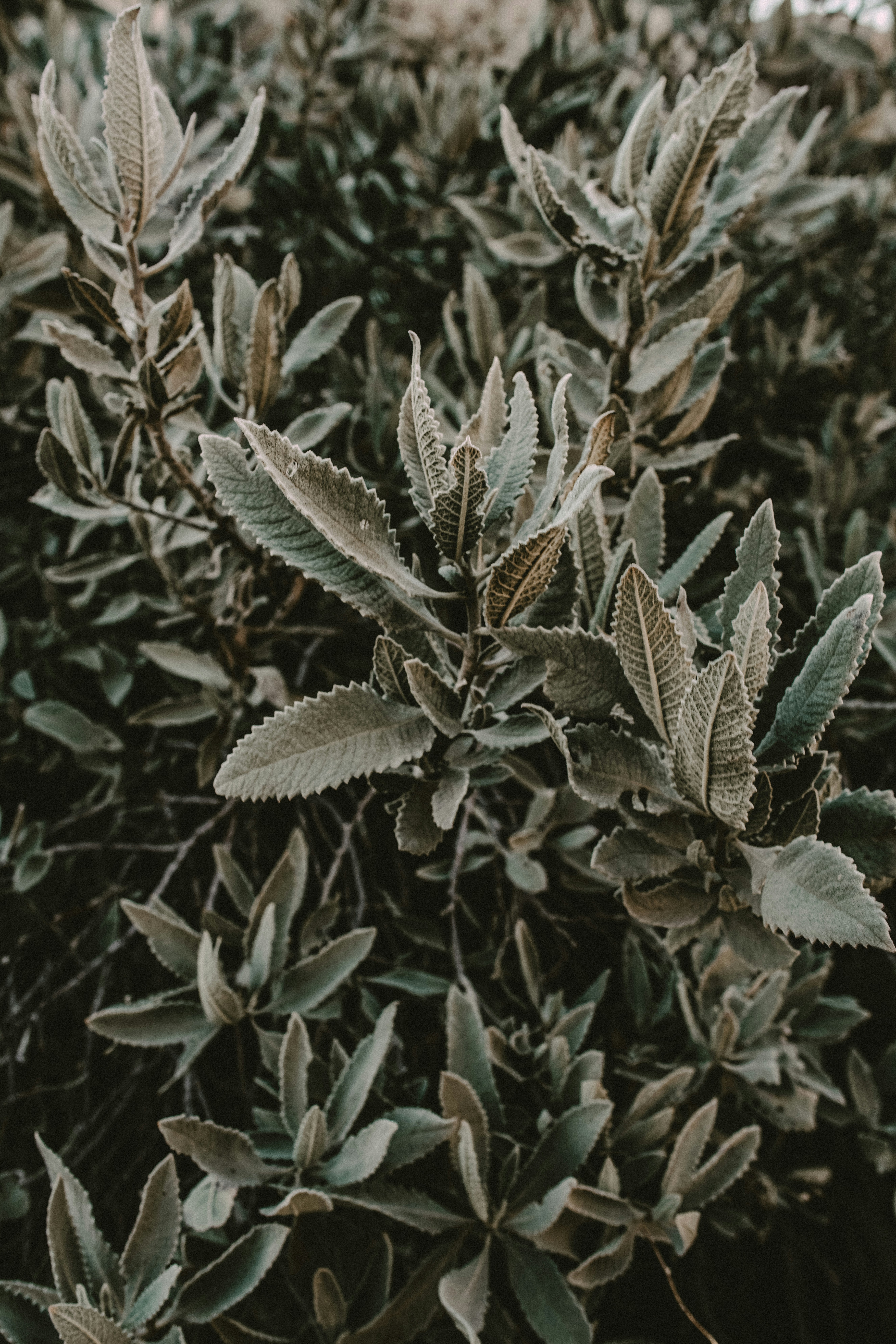 Frosted Sage: Close-up of Dusted Leaves in a Quiet Garden