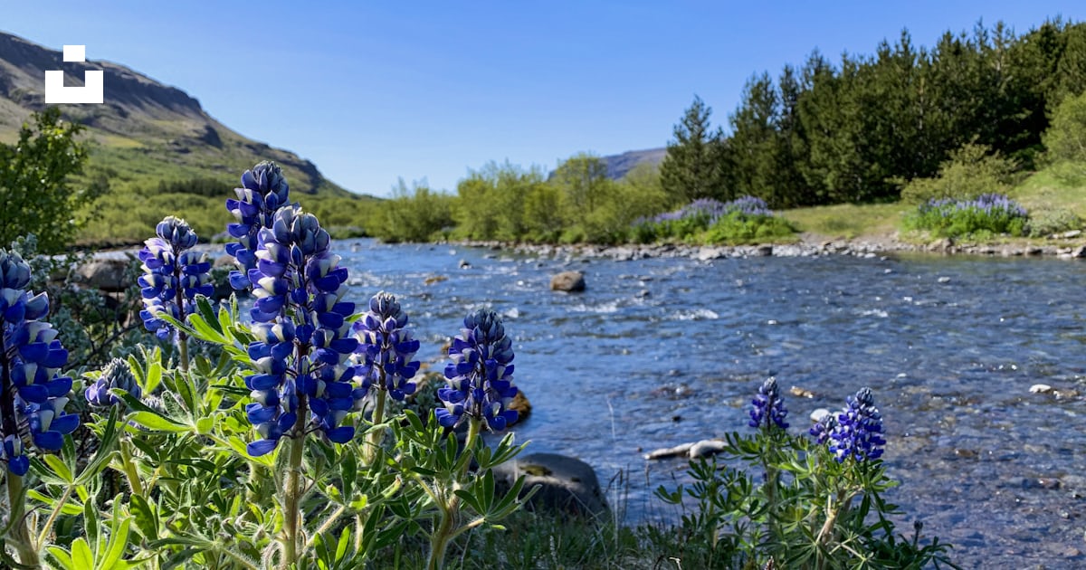Foto Planta De Hojas Verdes Con Flores Azules Imagen Islandia Gratis