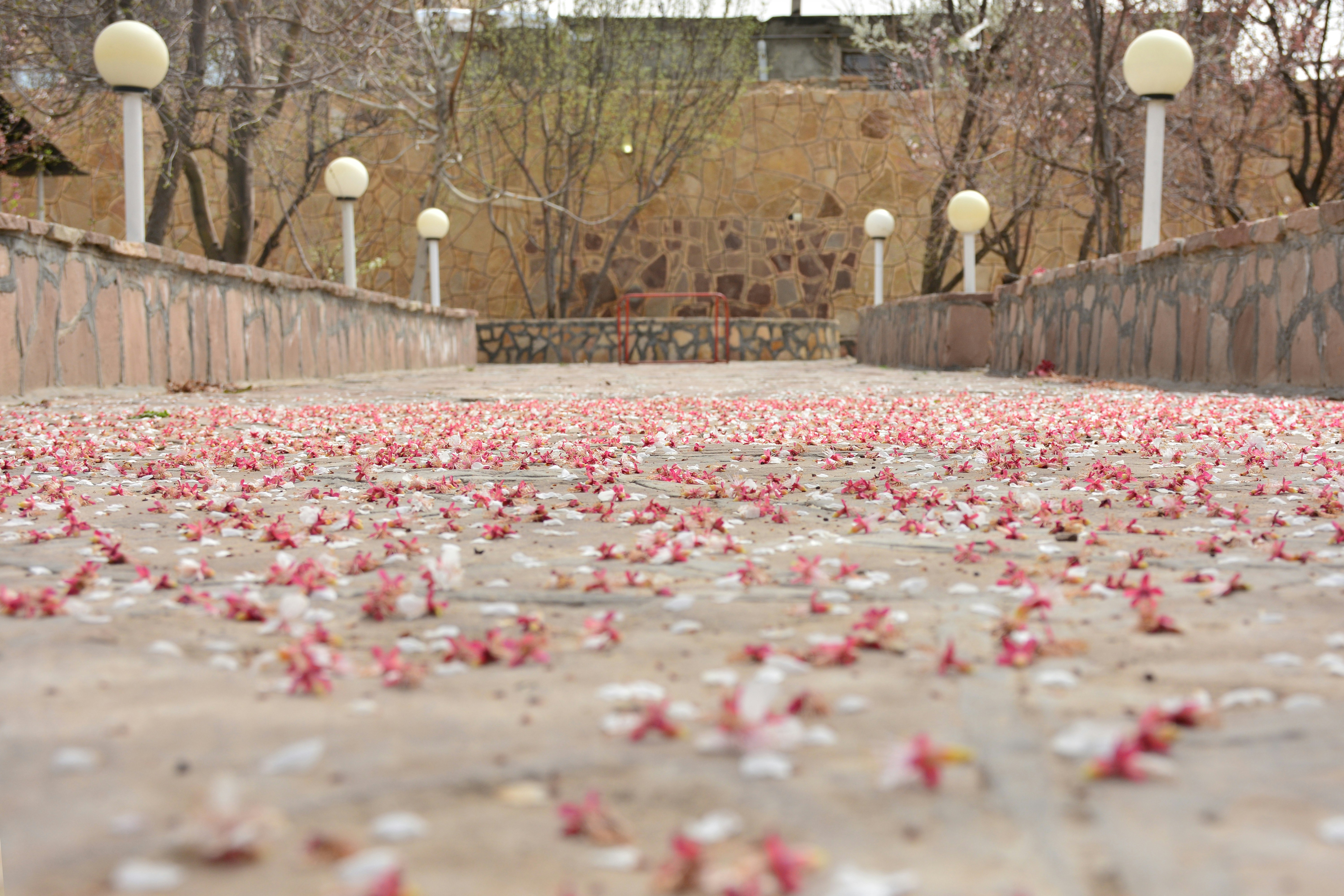Petal-Paved Path to a Quiet Terrace
