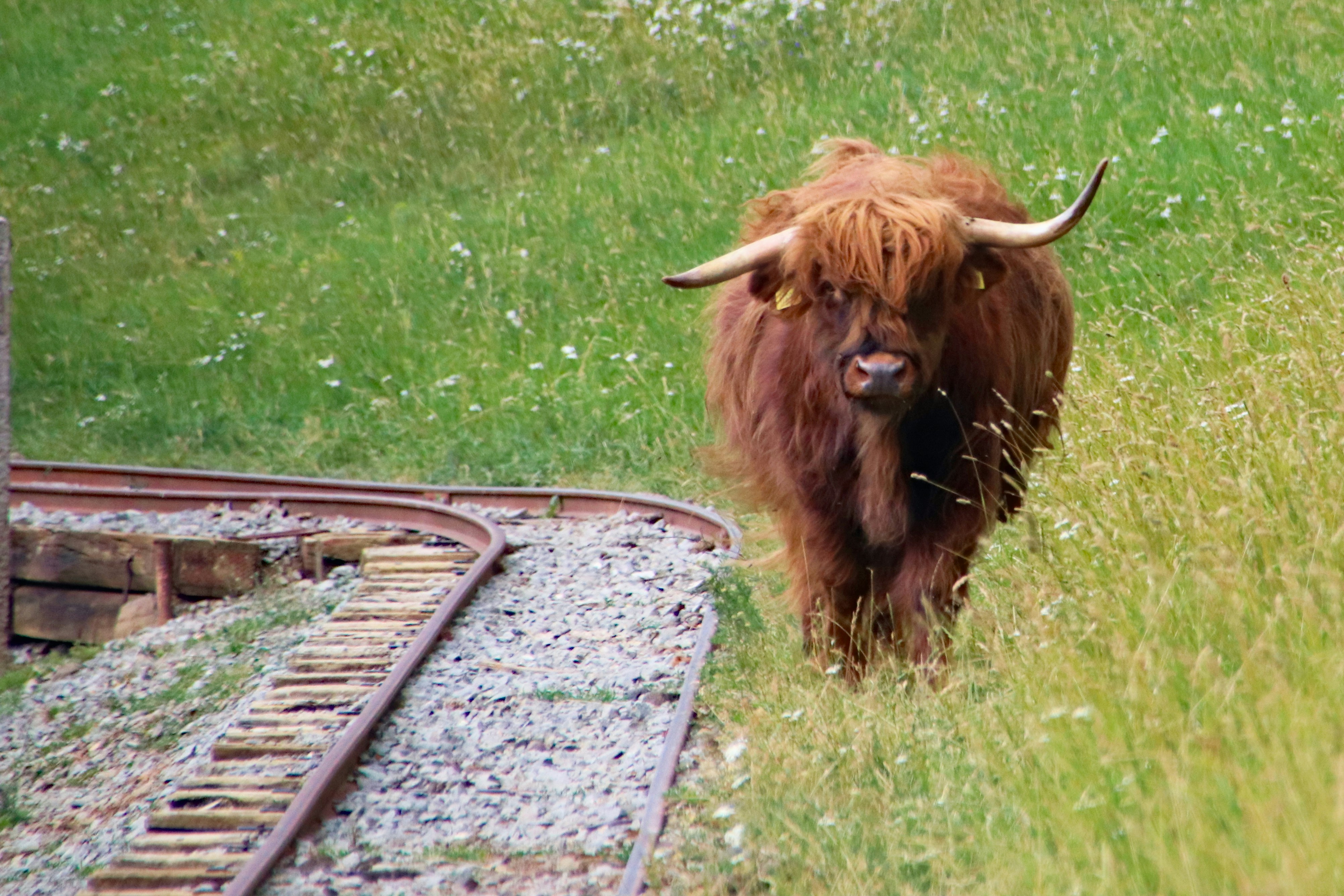 Highland on the Rails: A Quiet Crossing