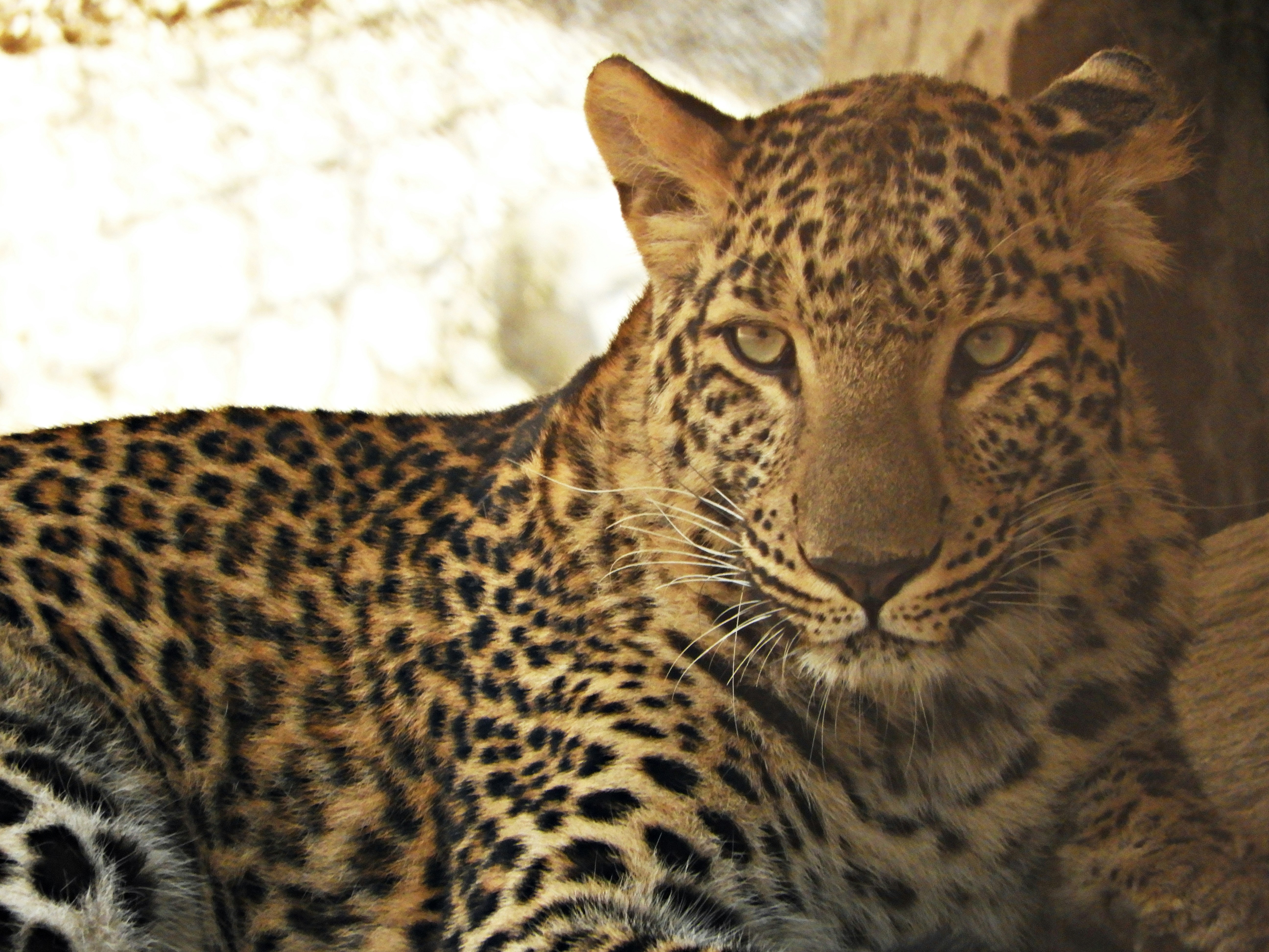 Leopard lounging in a sunlit enclosure, showcasing its distinctive spotted coat and piercing gaze.