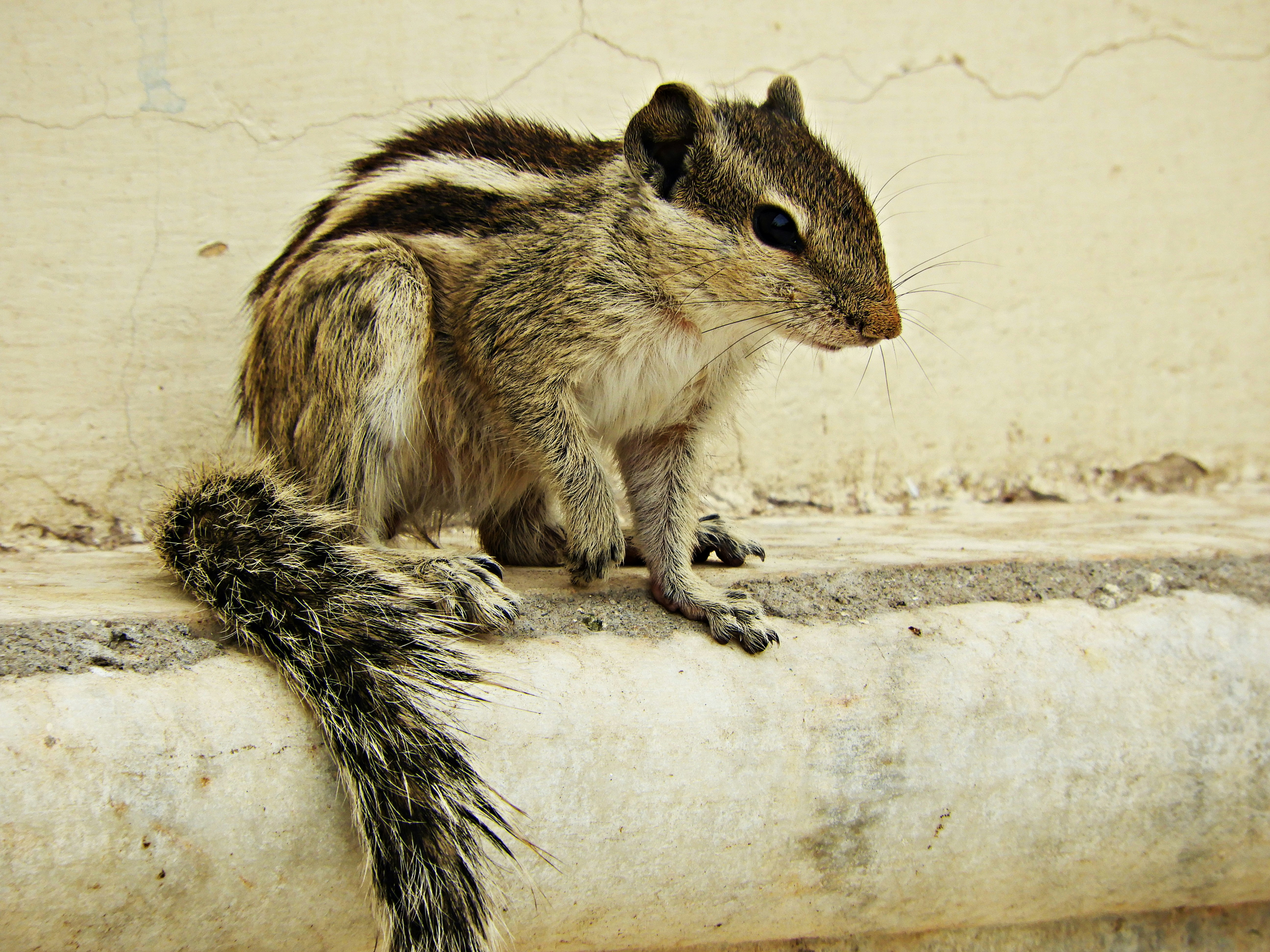 A chipmunk perched on a ledge, showcasing its distinctive stripes and curious demeanor.