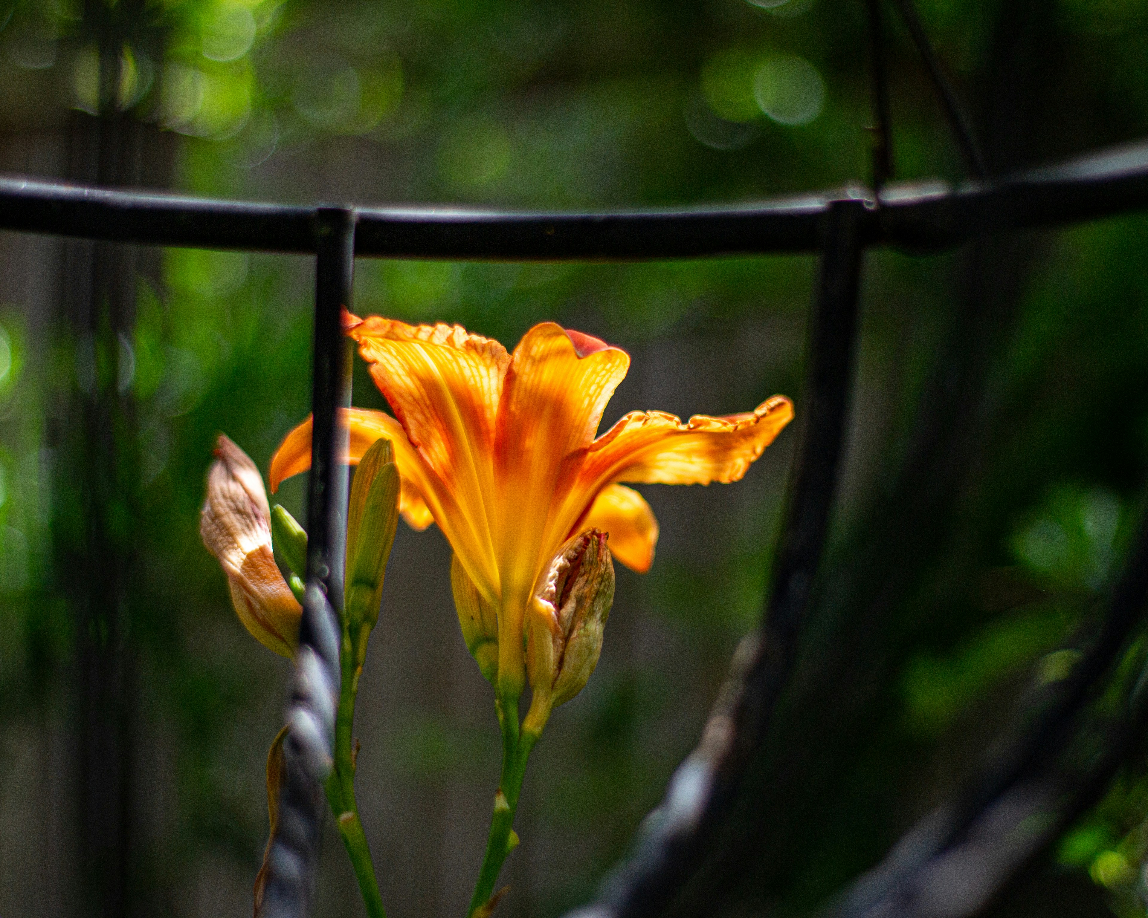 Orange Lily Through a Garden Gate