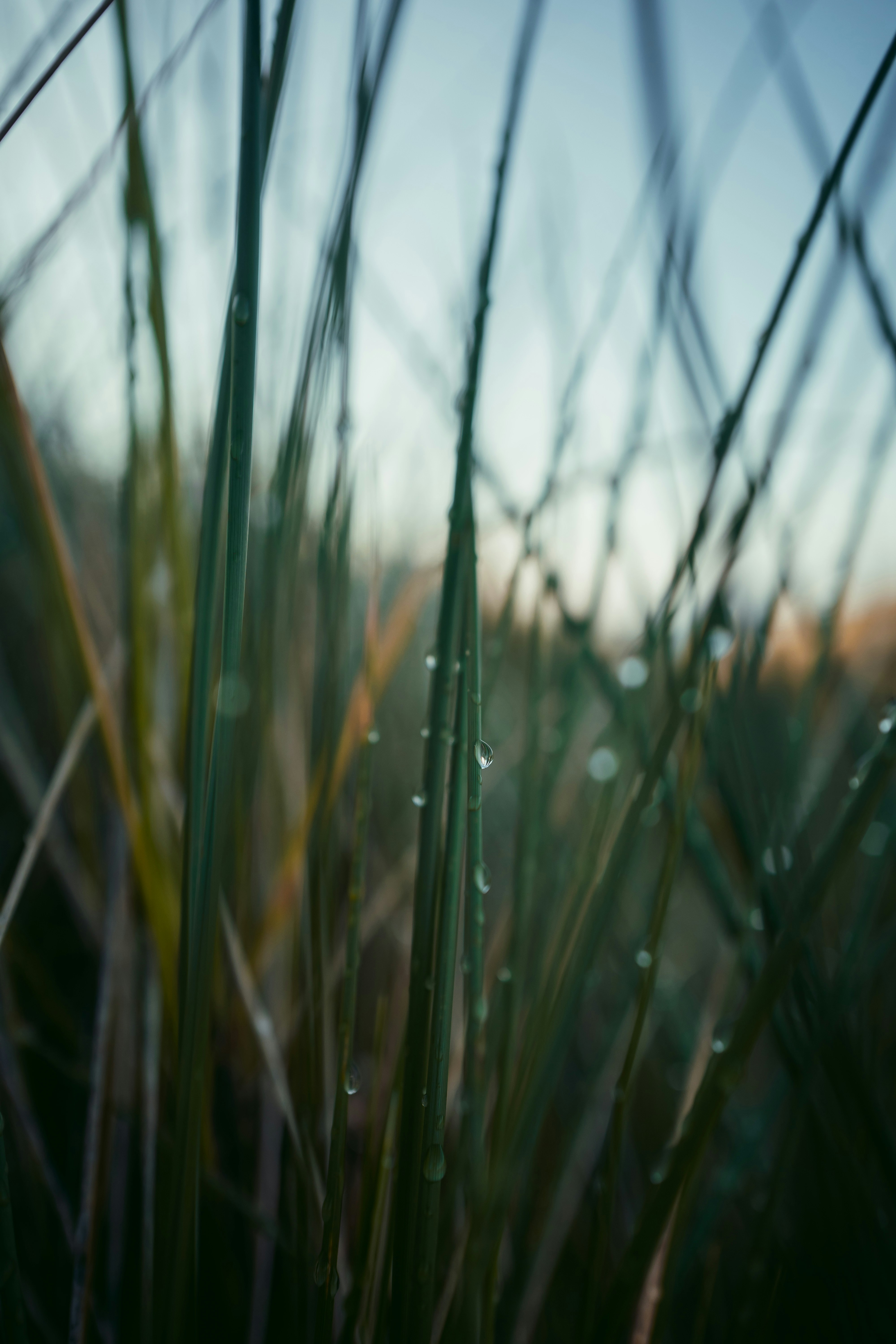Définition de pureté | Dictionnaire français