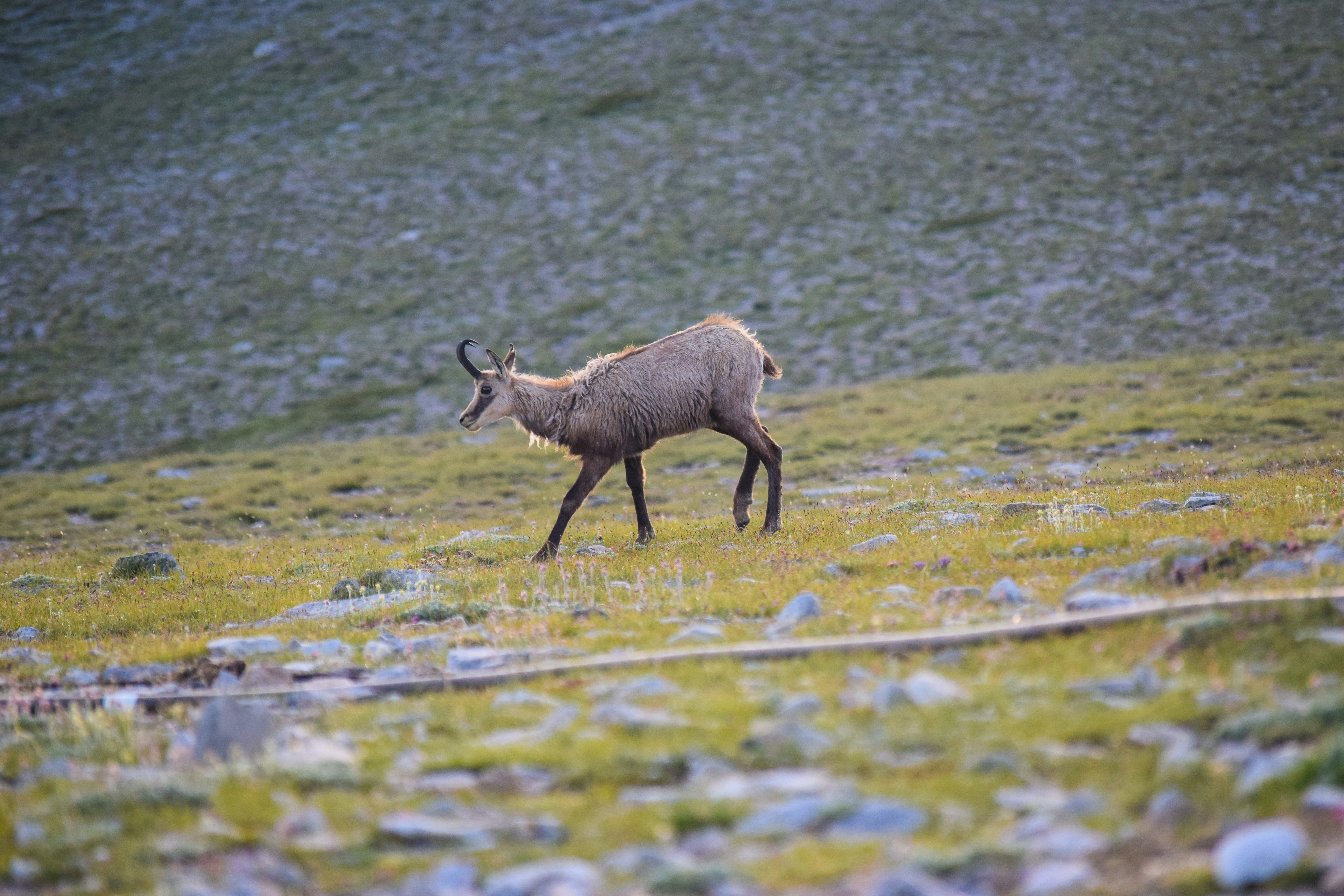A lone ibex traversing a rocky meadow, showcasing its natural habitat in the highlands. The scene captures the essence of wildlife in a serene environment.