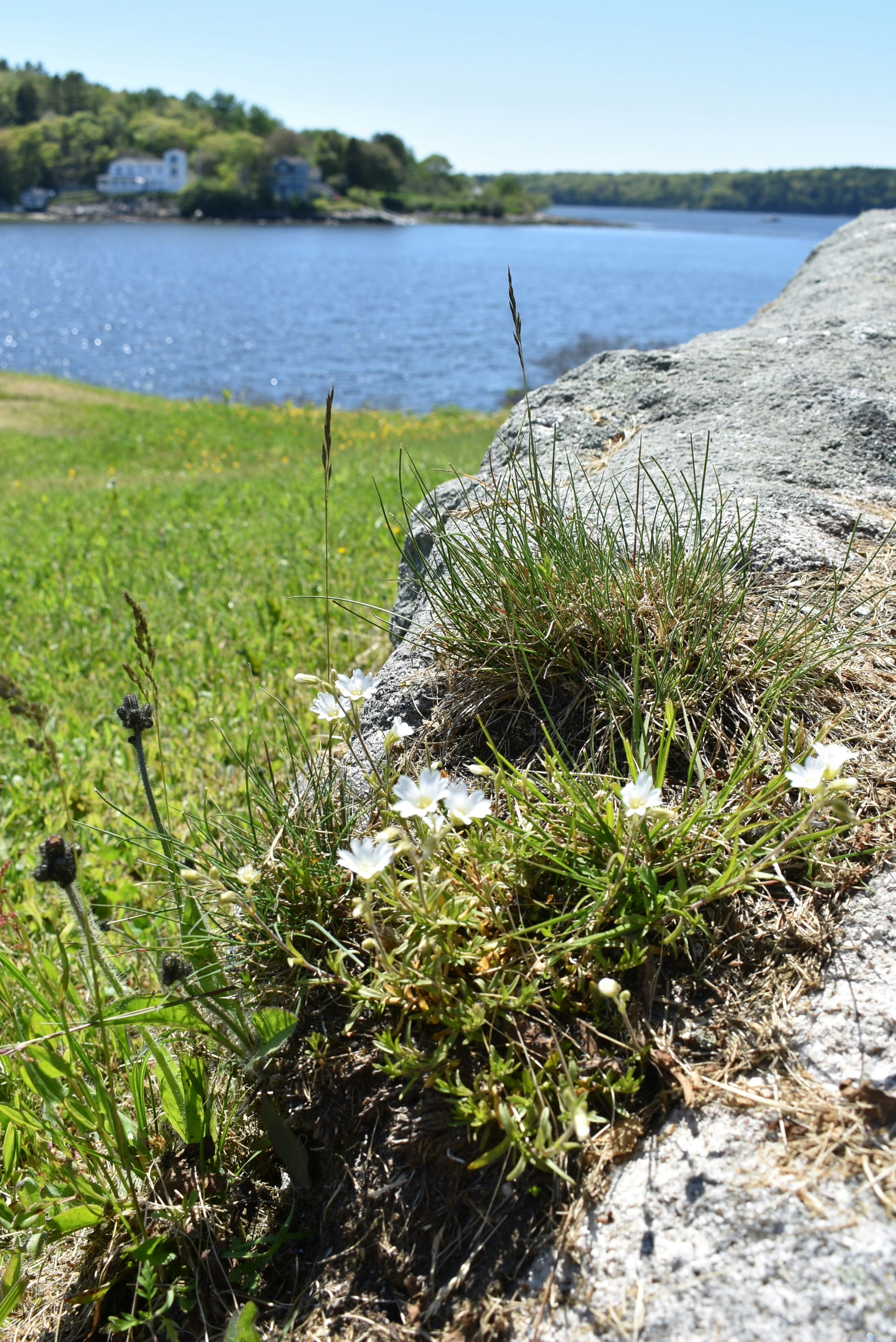 green-leafed plant