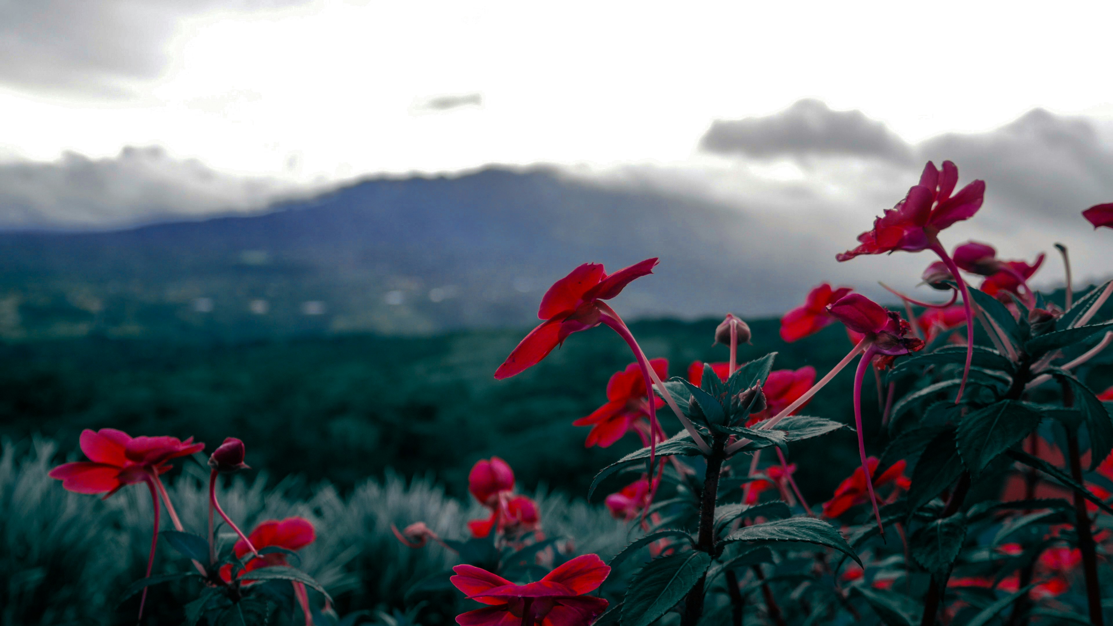 Crimson Petals Framing a Misty Valley Ridge