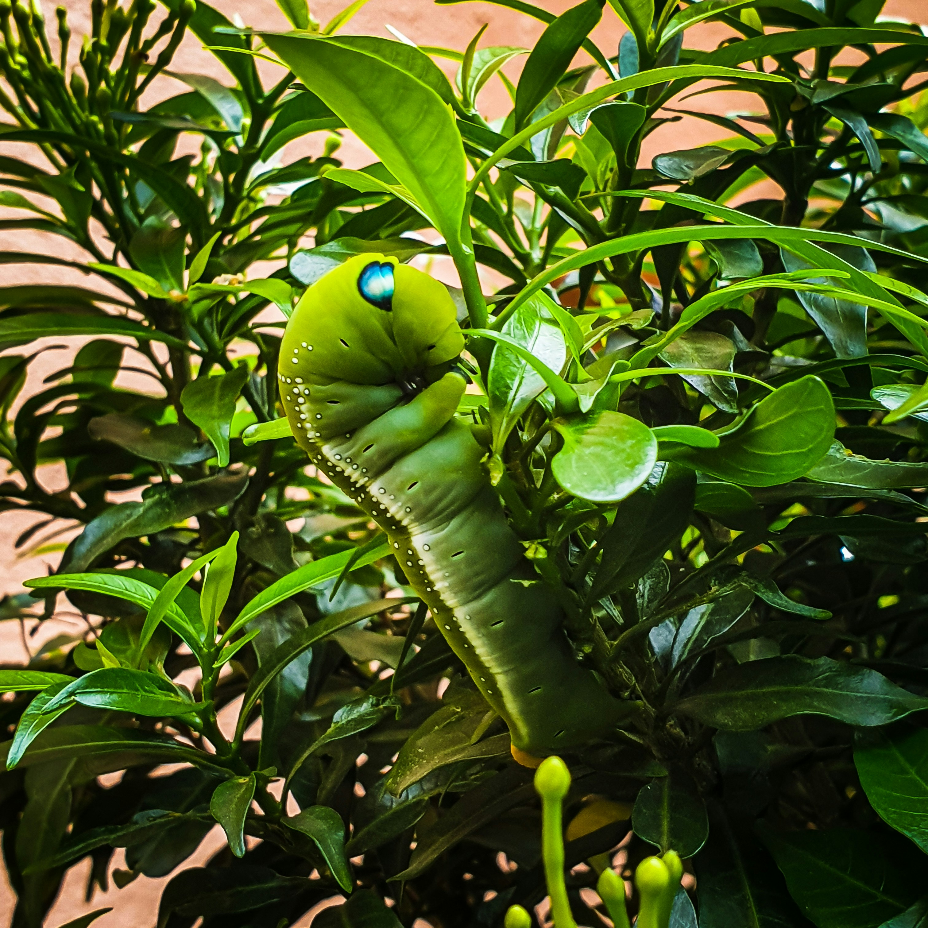 VEGAN  | green caterpillar