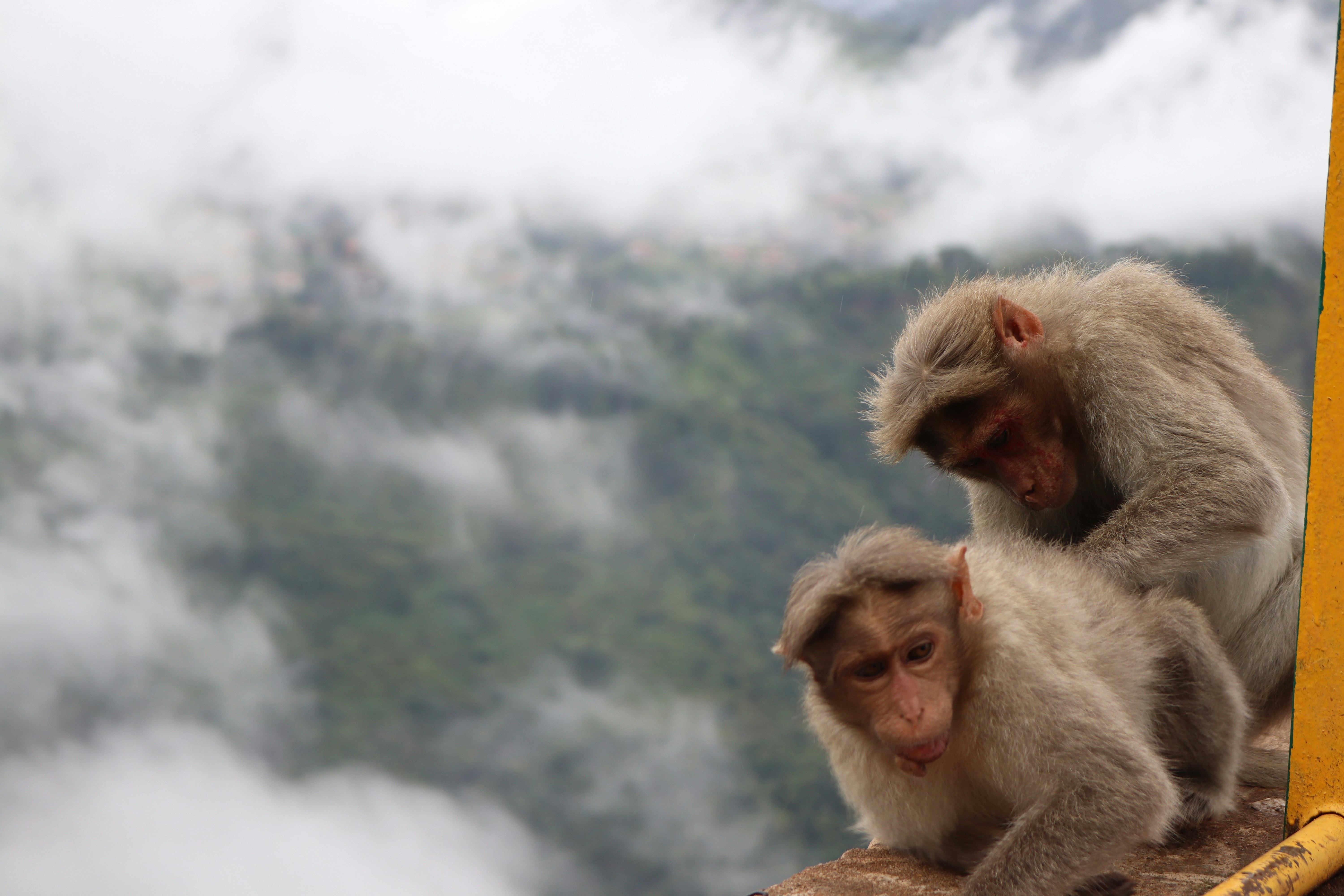 Two white monkeys photo – Free Ooty Image on Unsplash