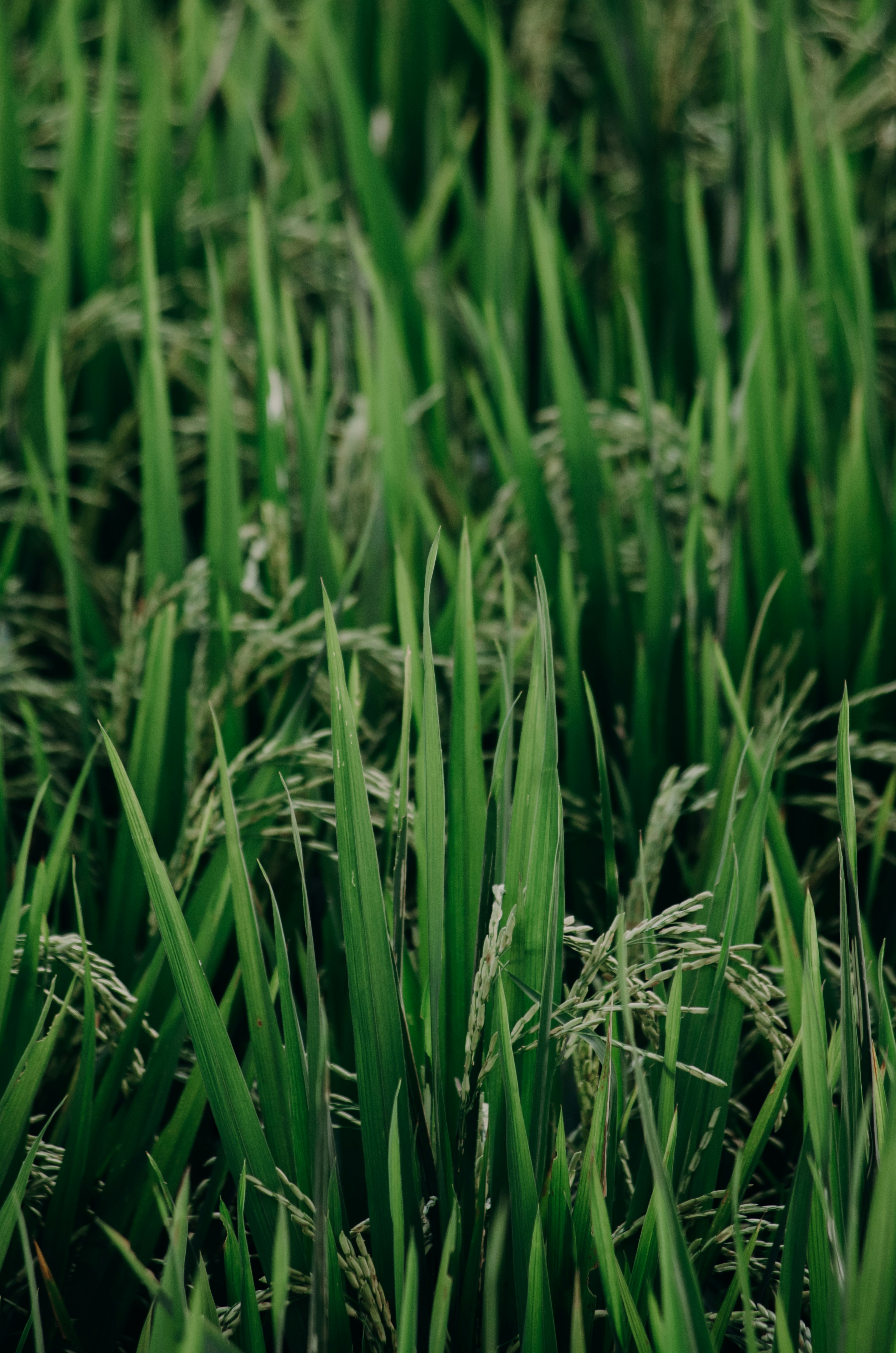 Close-up photograph of lush green grass blades with seed heads filling the frame.