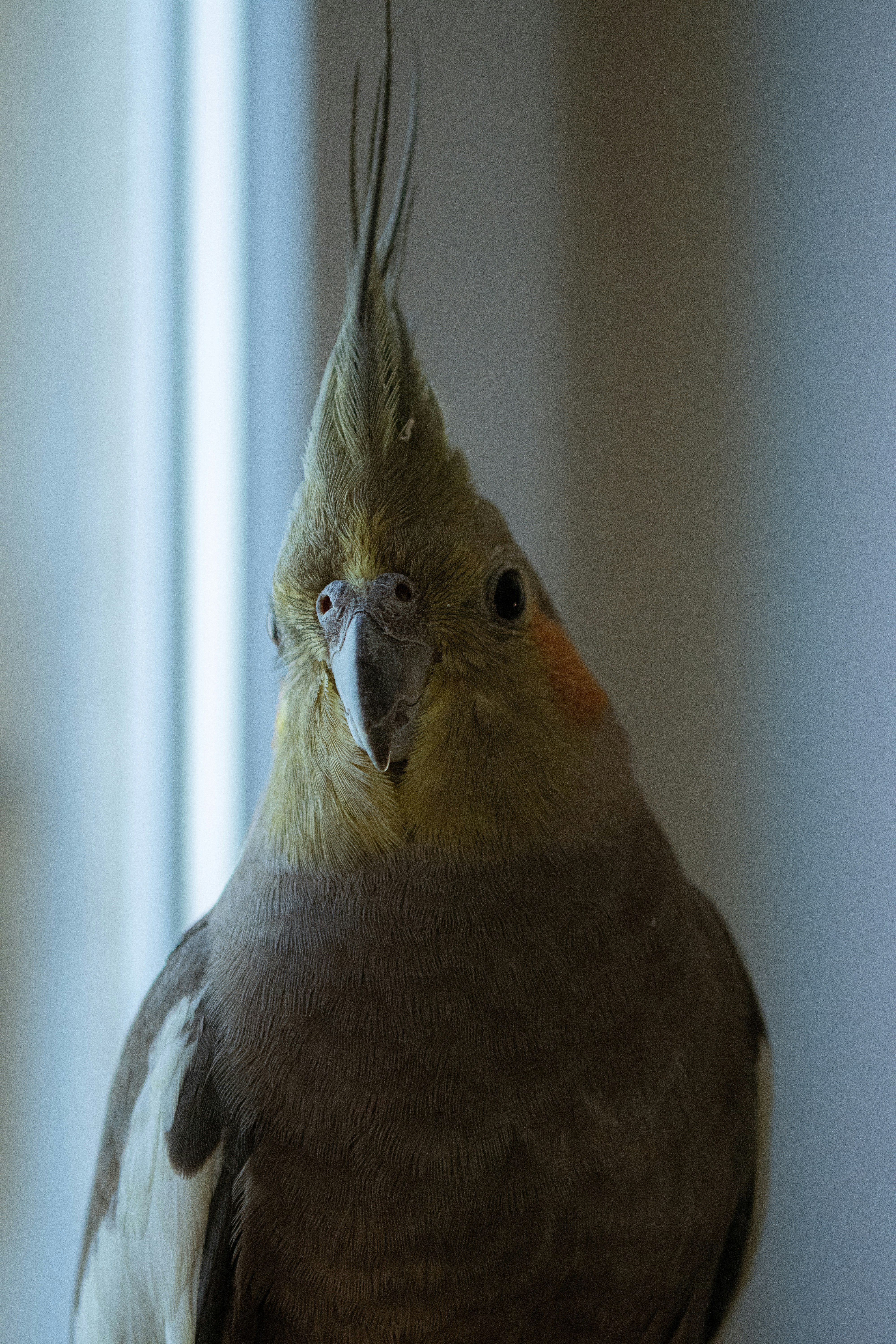 Cockatiel Pictures | Download Free Images on Unsplash