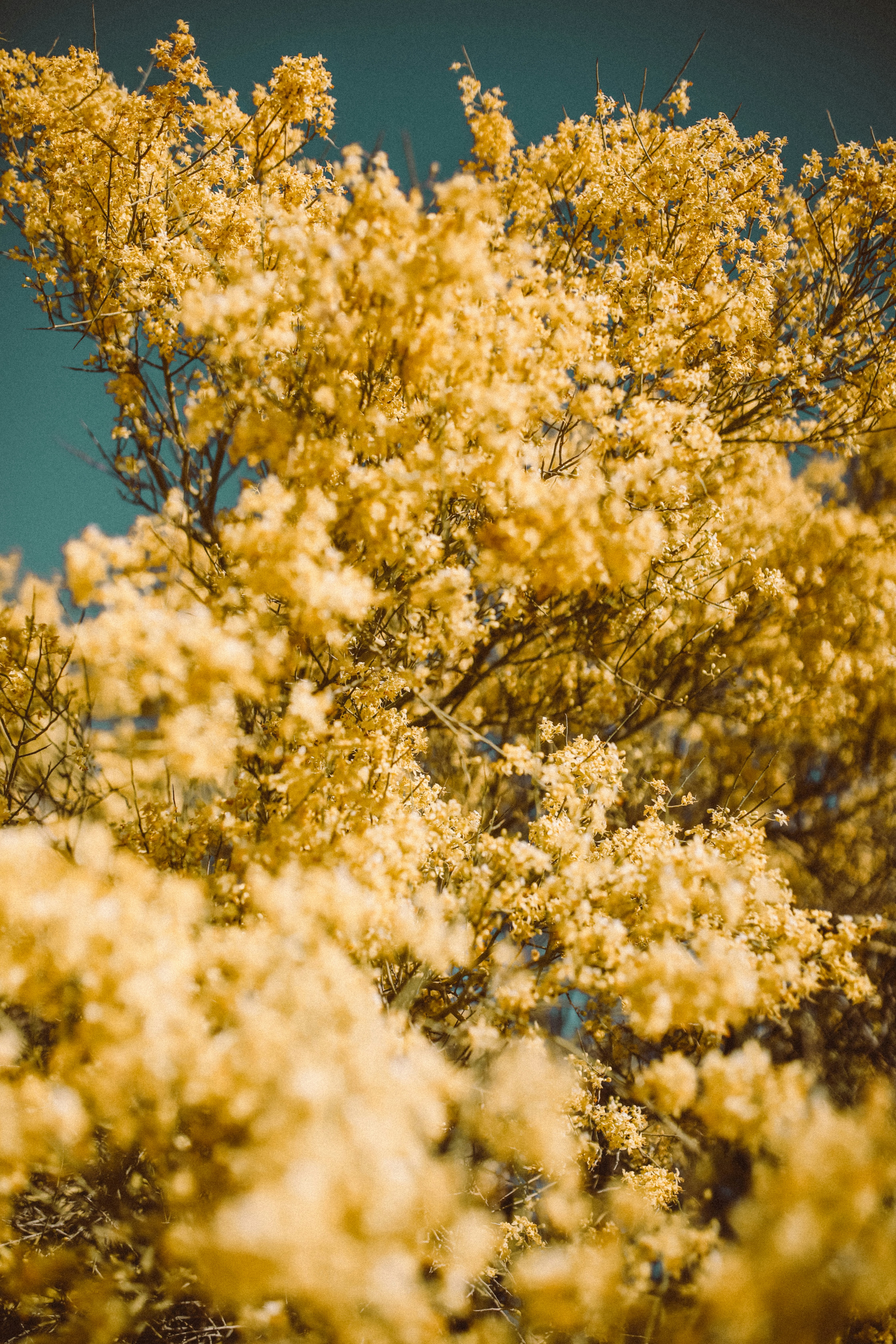 Vibrant yellow flowers bloom against a clear turquoise sky, creating a striking contrast in color.