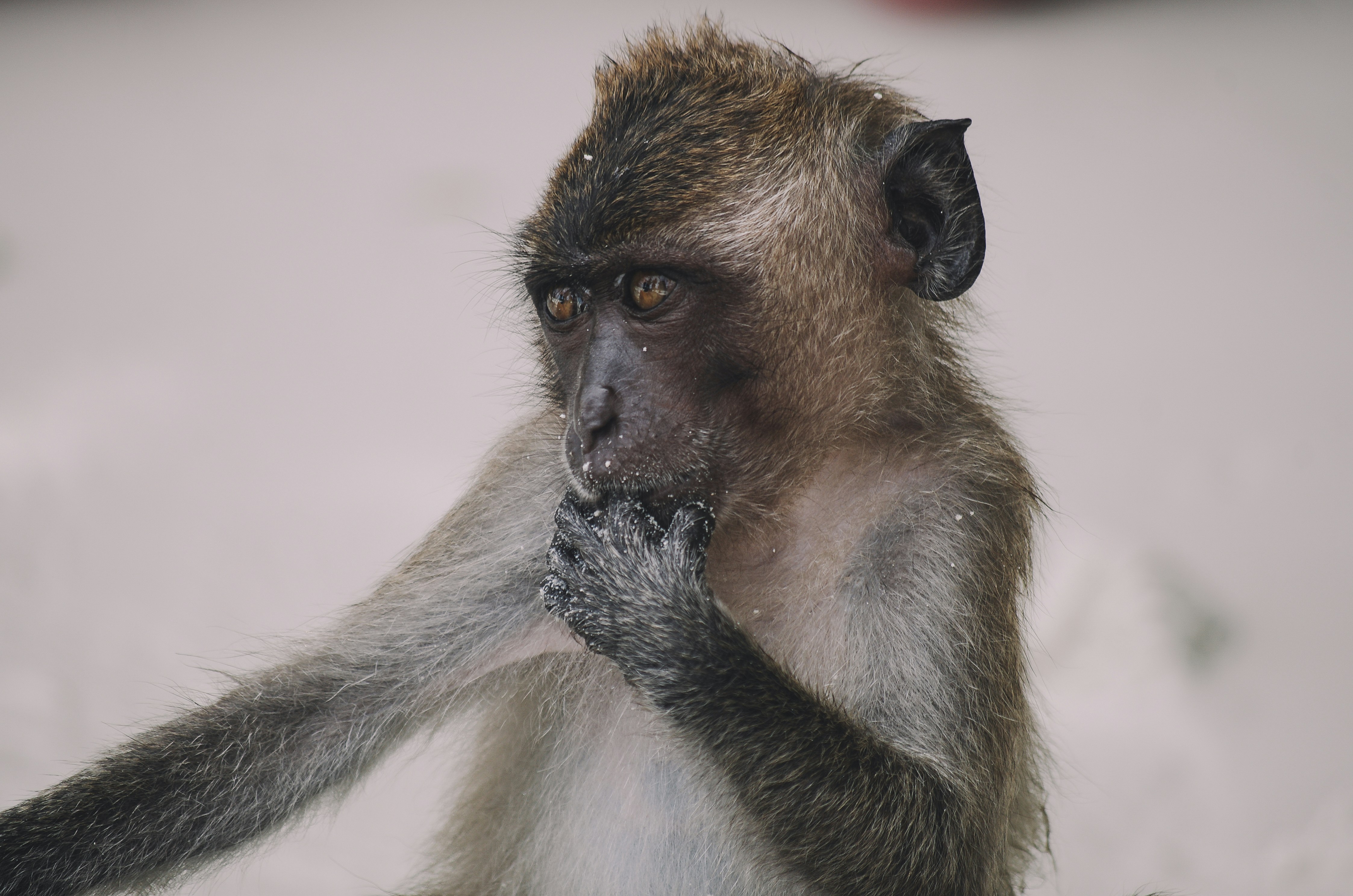 A monkey thoughtfully grooming itself, surrounded by a soft, blurred background. The focus is on its expressive eyes and intricate fur texture.