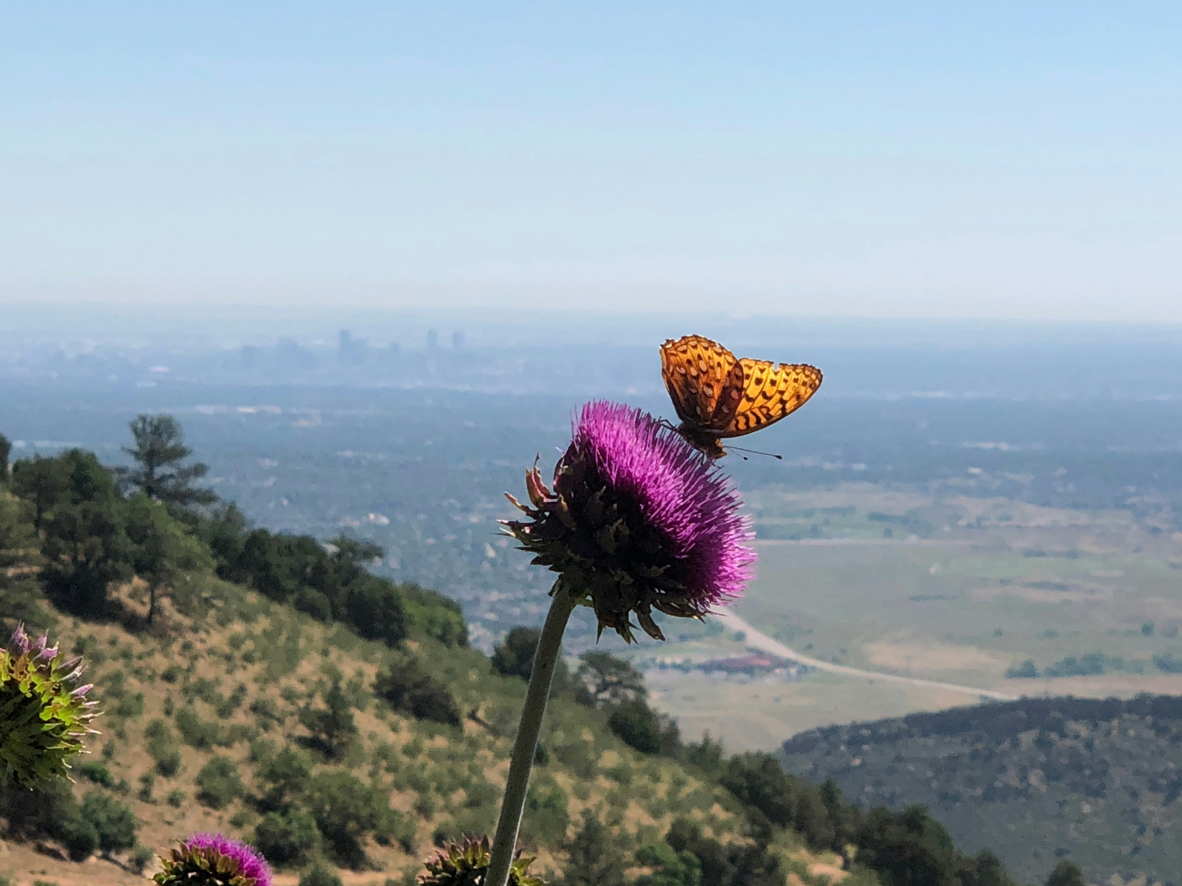 Purple Floraflutter: butterfly Perched on a vivid thistle with a distant valley horizon