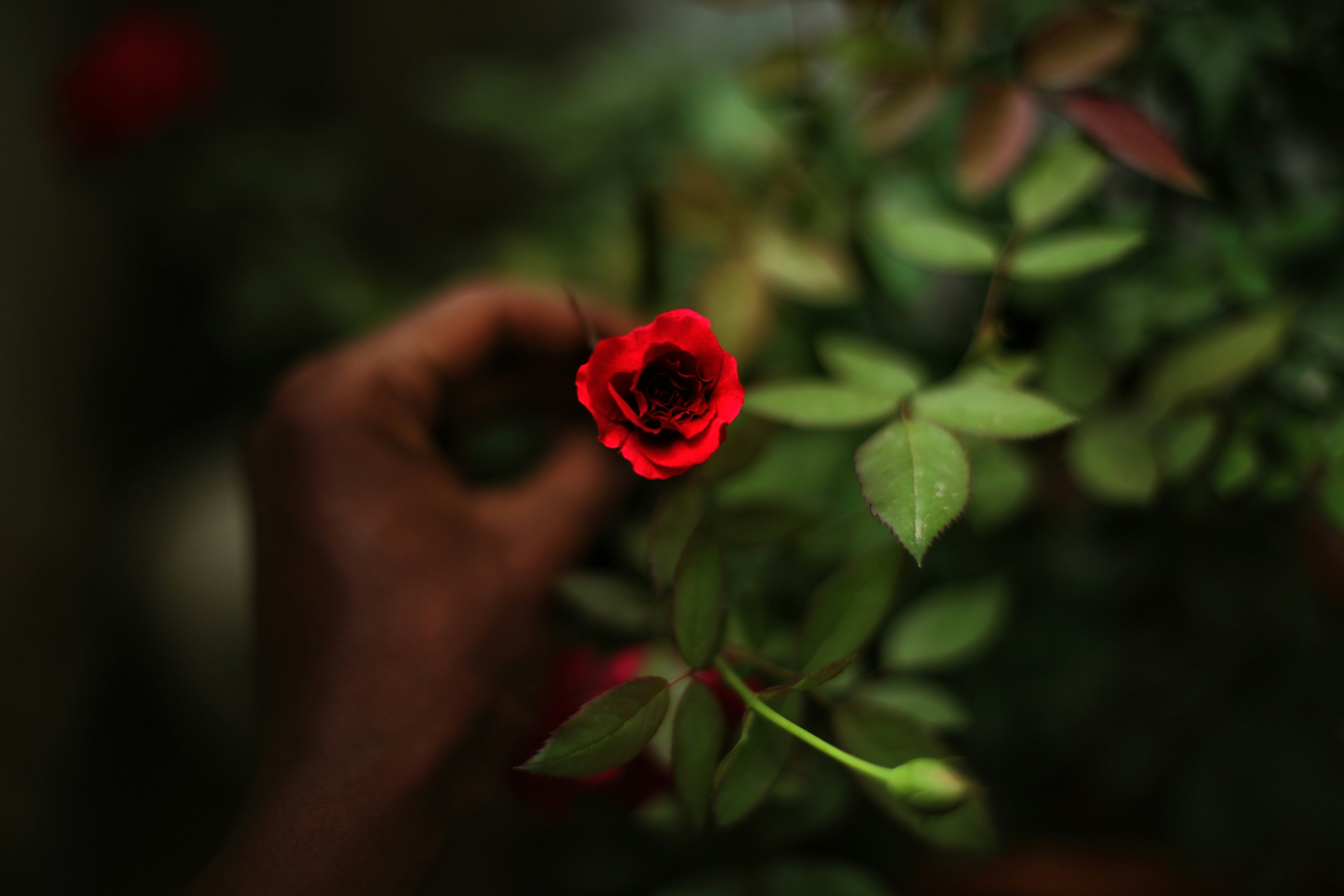Crimson Bloom in Focus: a Quiet Hand-Held Close-Up