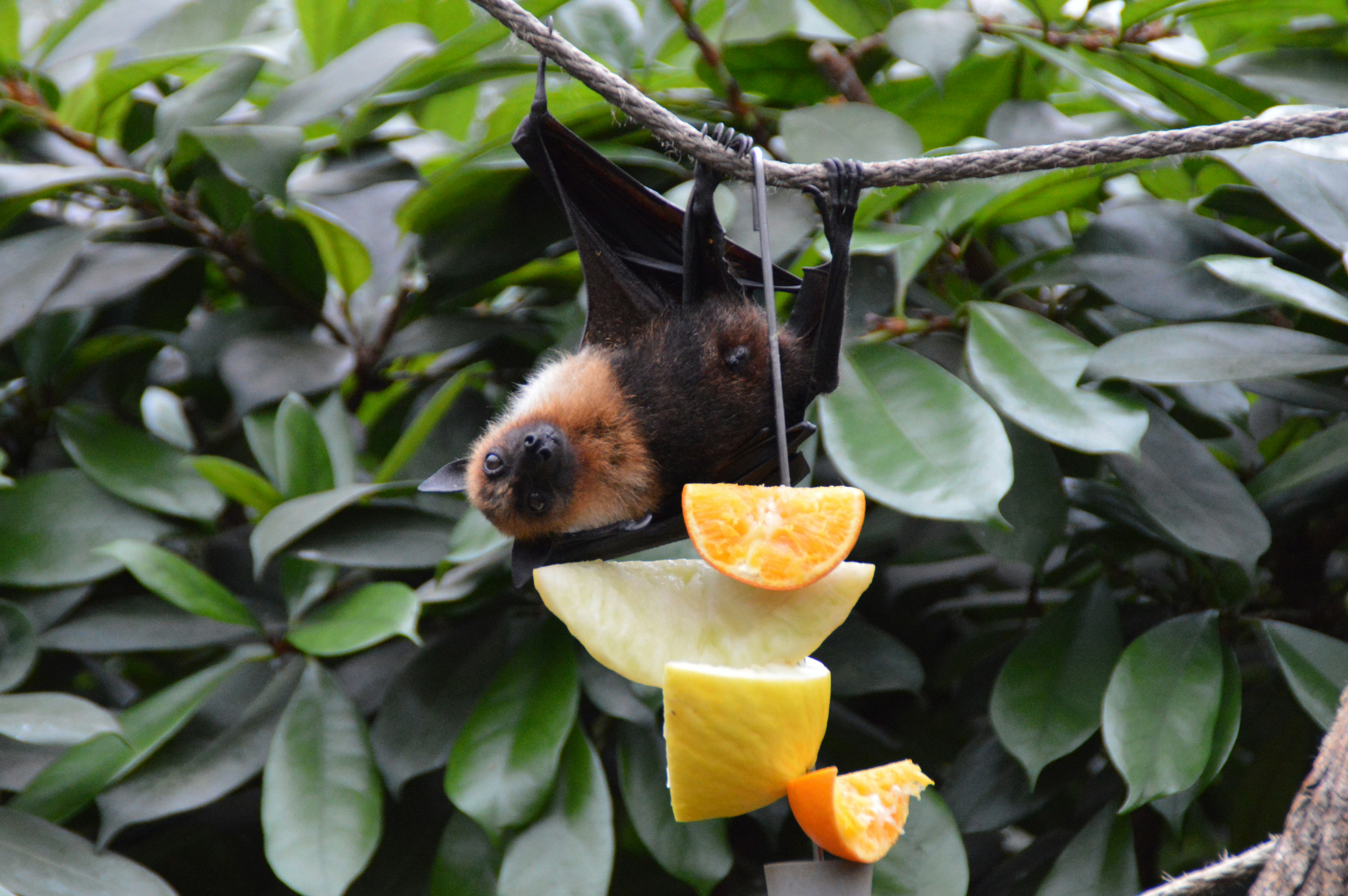 Flying fox hanging upside down with slices of orange, melon, and lemon in a lush green canopy.