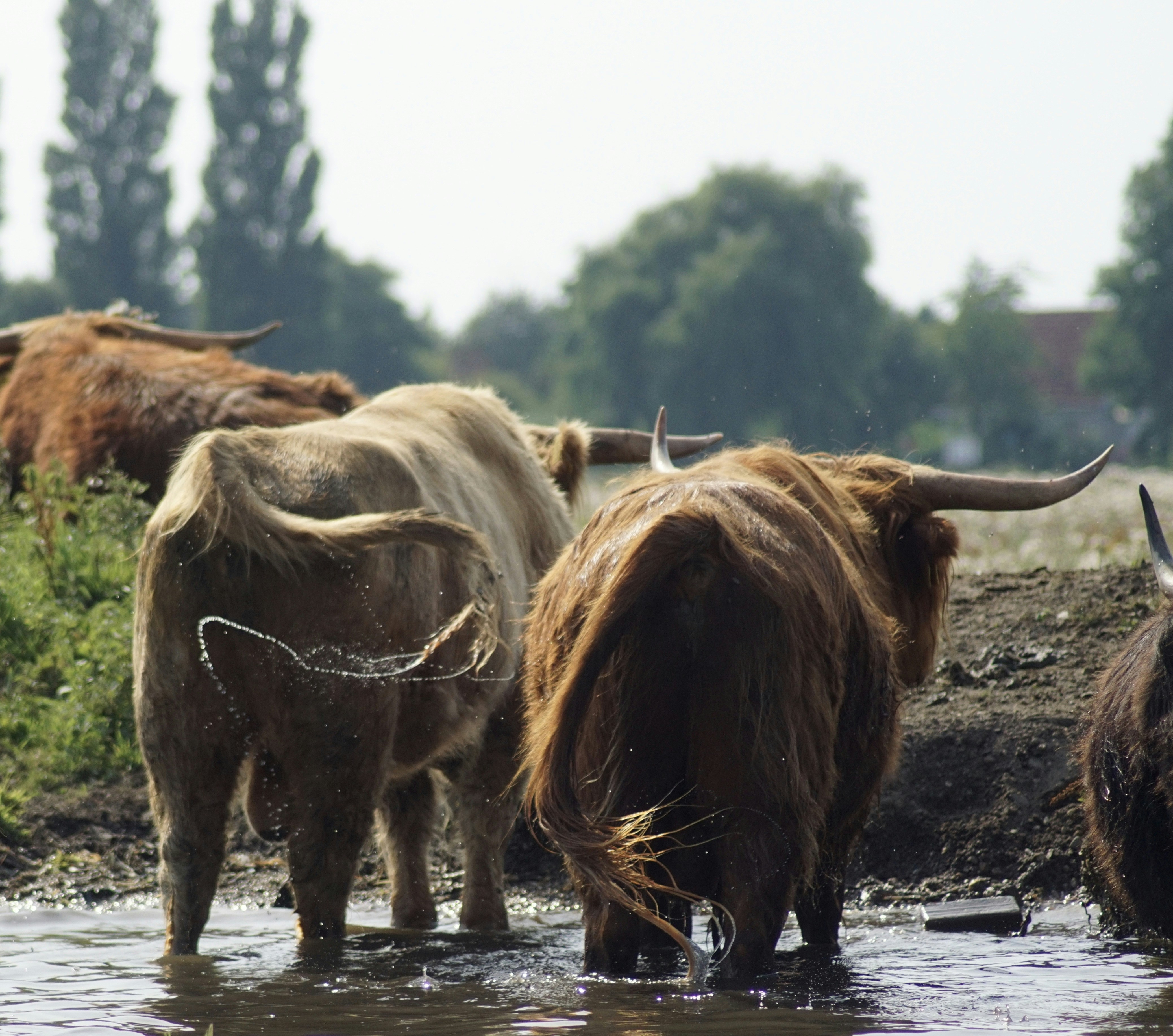A herd of cattle wades through shallow, muddy water, horns sweeping upward. Distant trees form a hazy background.