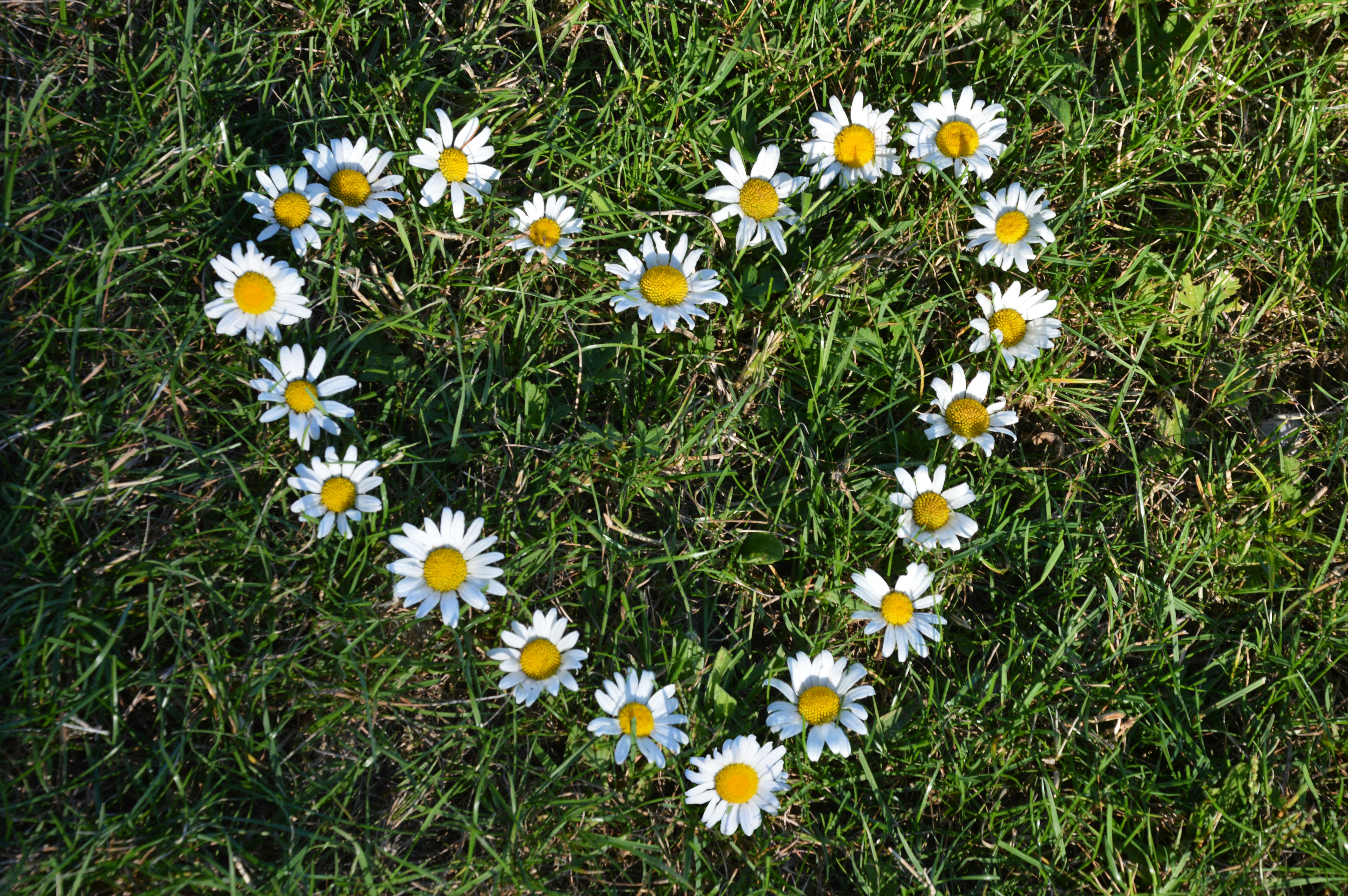 Daisy Heart in the Green Meadow