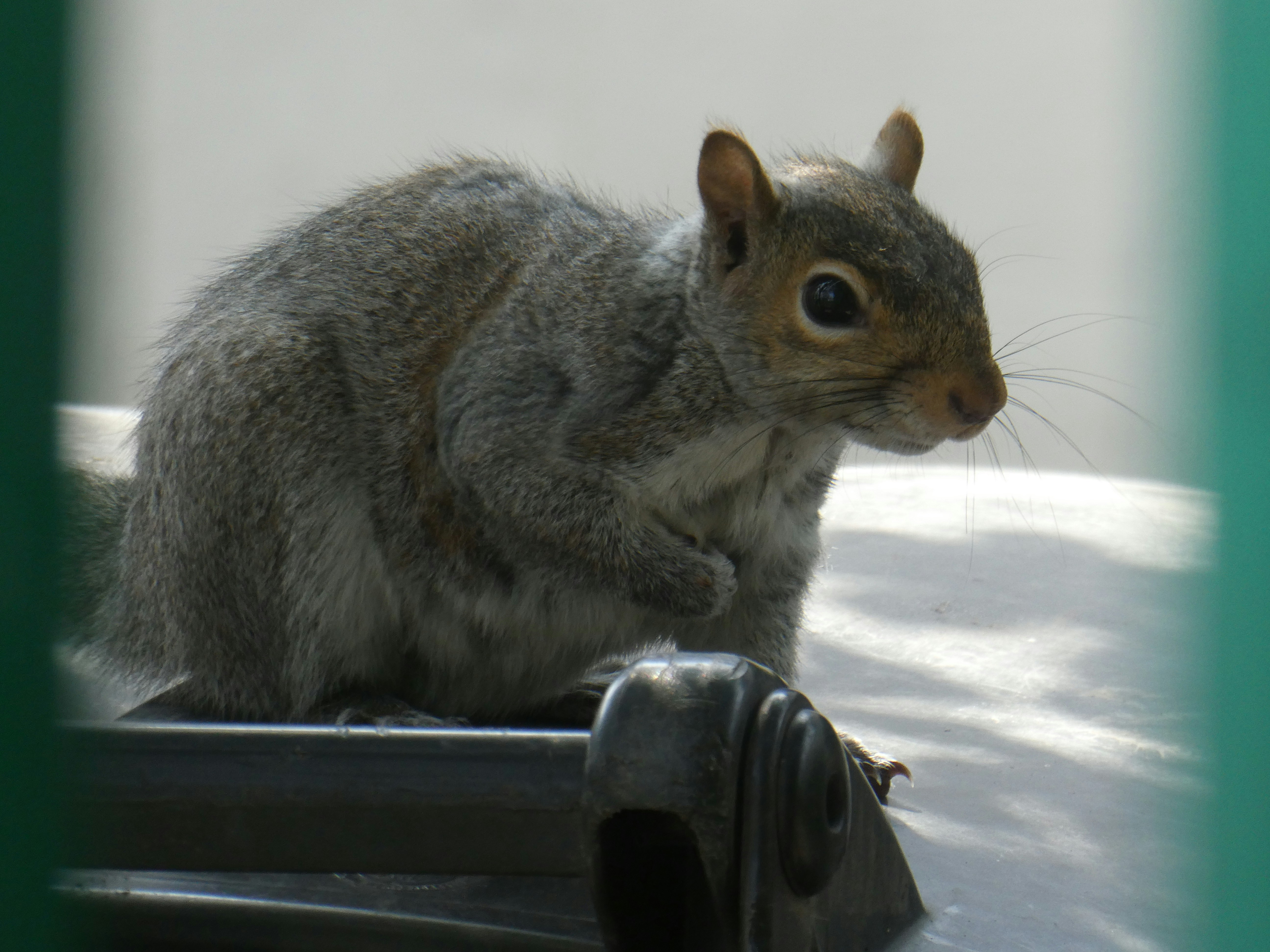 Curious Grey Squirrel on a Metallic Rail, Eyeing the Gap