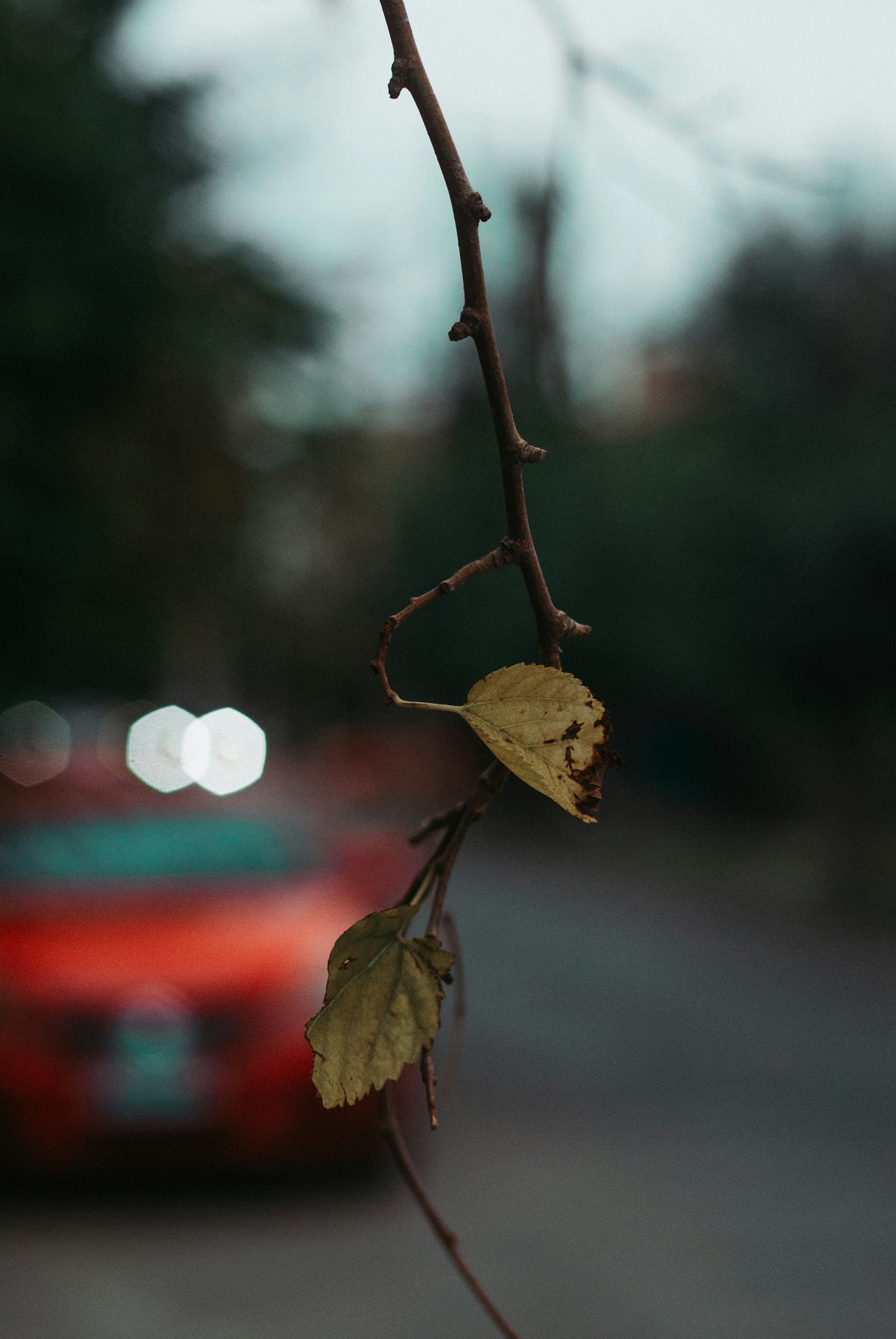 A lone branch with yellowing leaves set against a blurred red car and street backdrop.