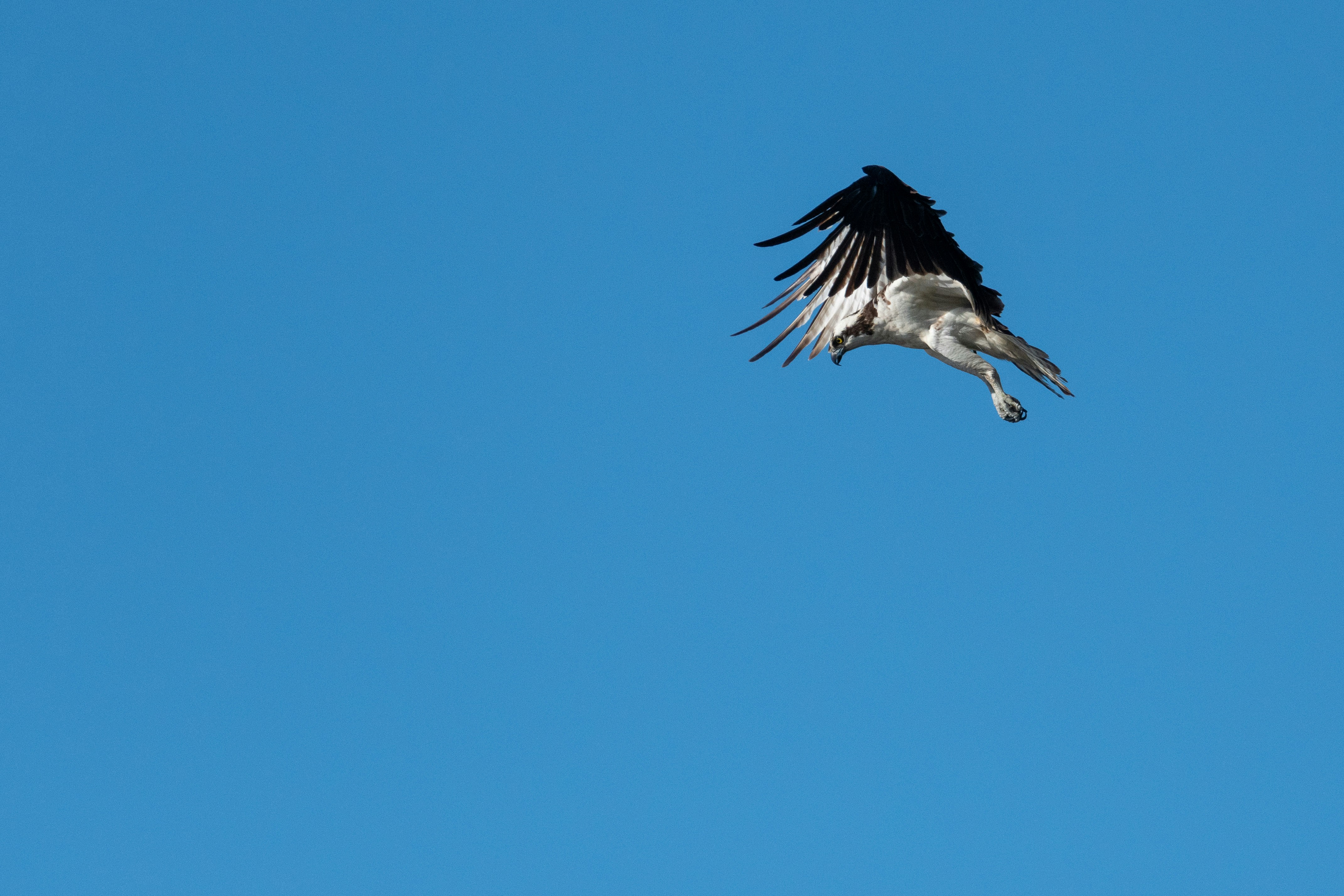 Osprey looking for a tasty morsel over Lake Washington. 