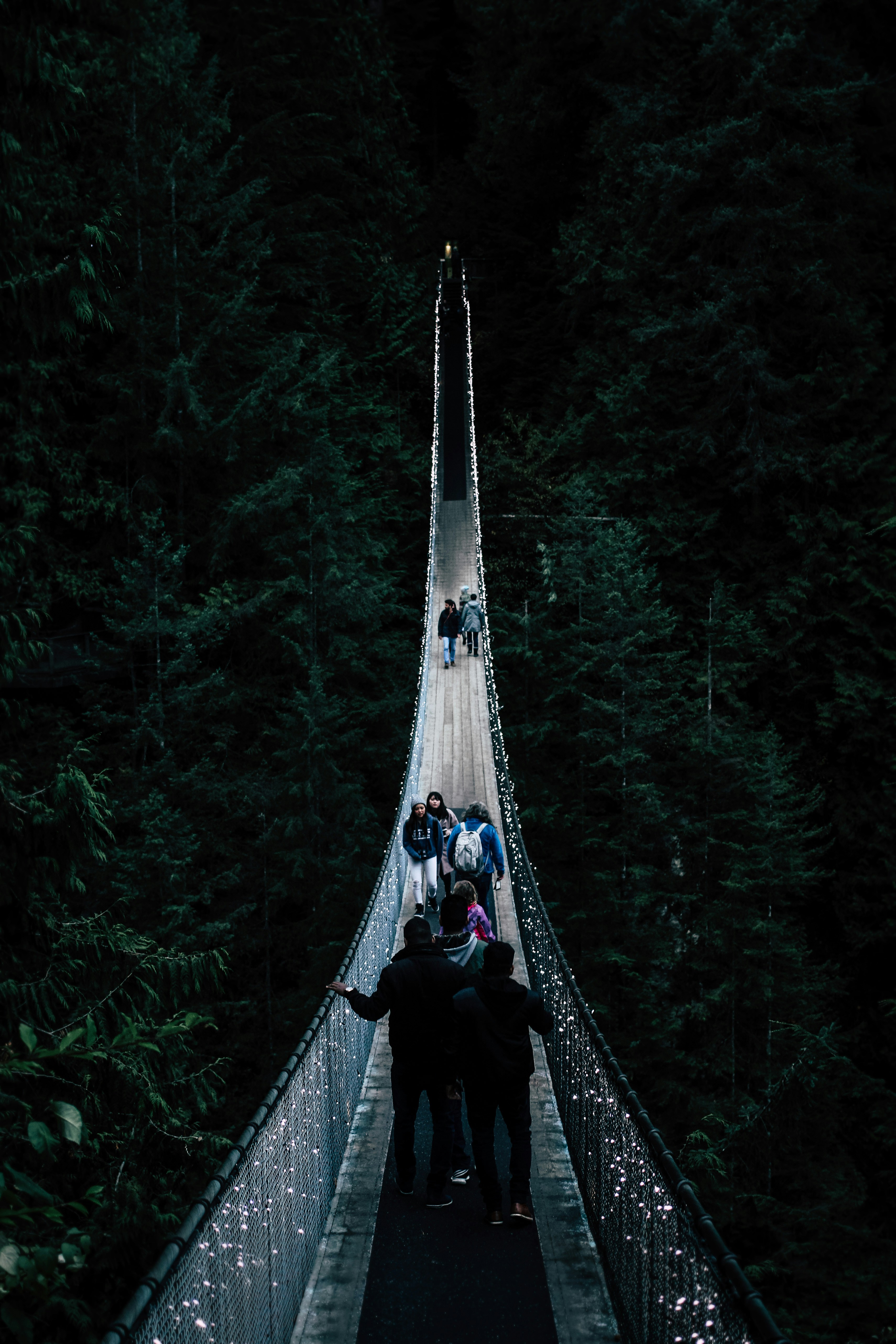Suspended bridge adorned with lights, connecting adventurers amidst towering trees in a twilight forest setting.