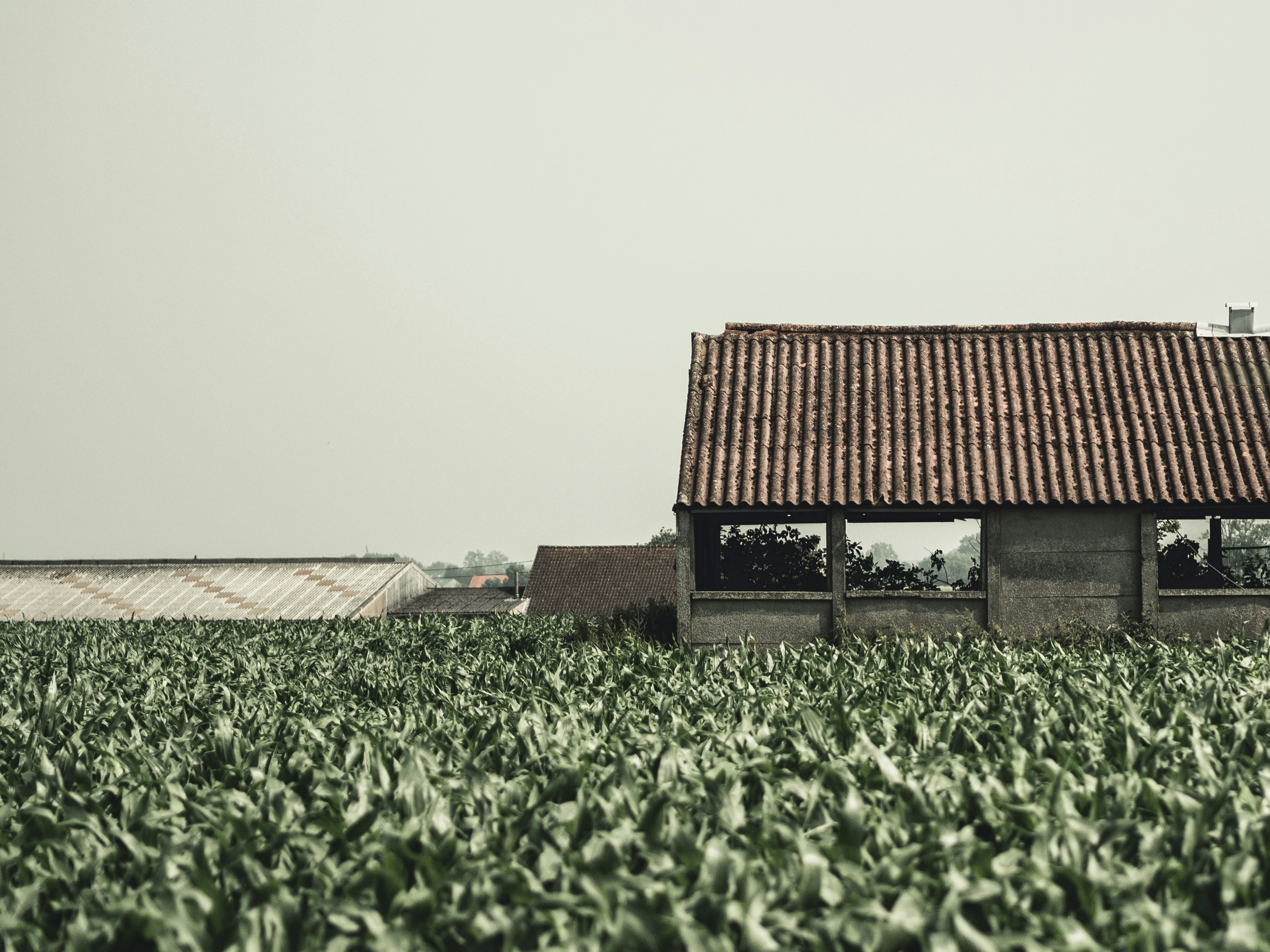 Edge of the Green Sea: Brick Roof Framing a Field