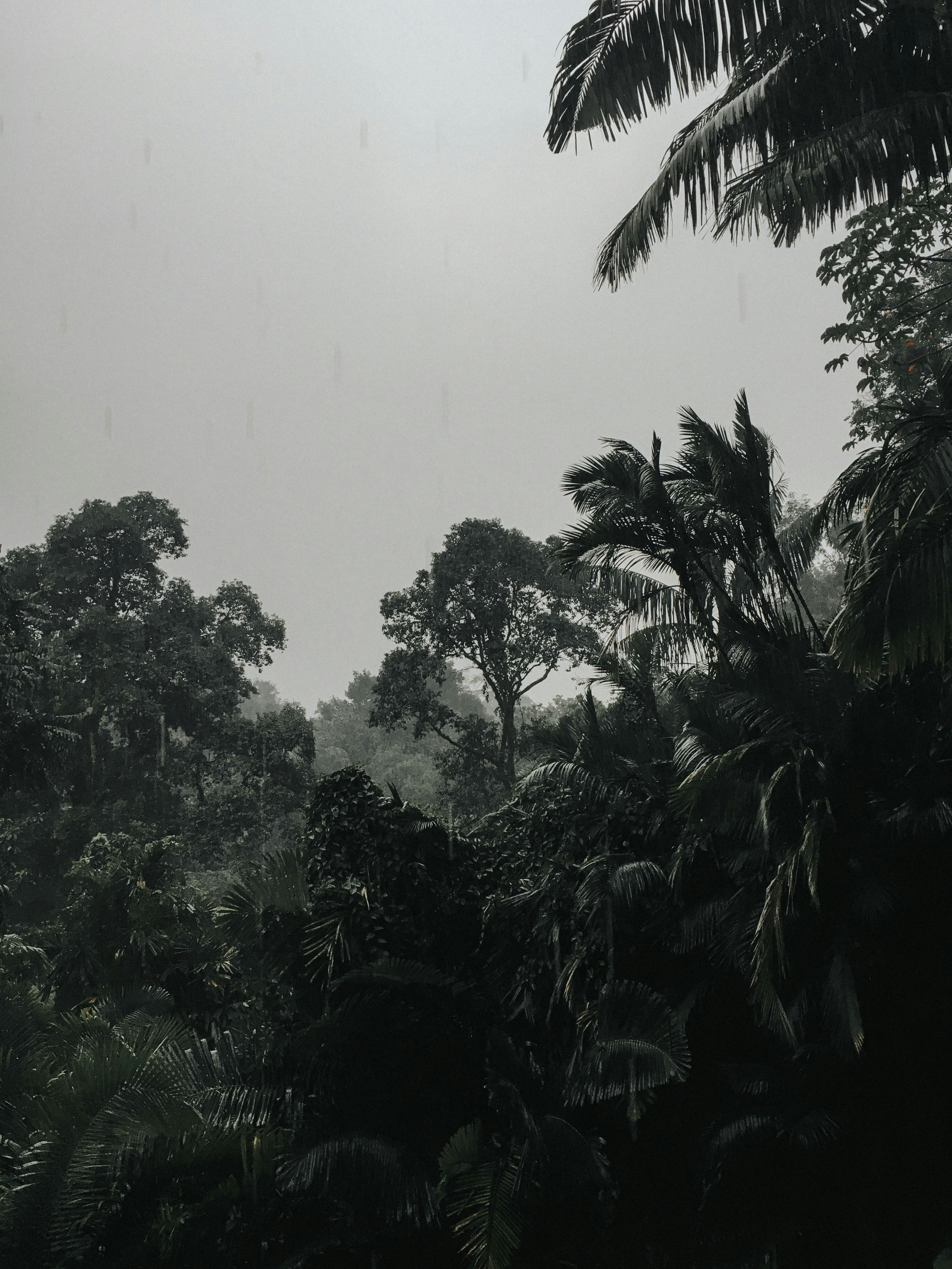 Lush greenery of a rainforest during a heavy downpour, showcasing the vibrant foliage and atmospheric mood. Raindrops cascade through the dense canopy.