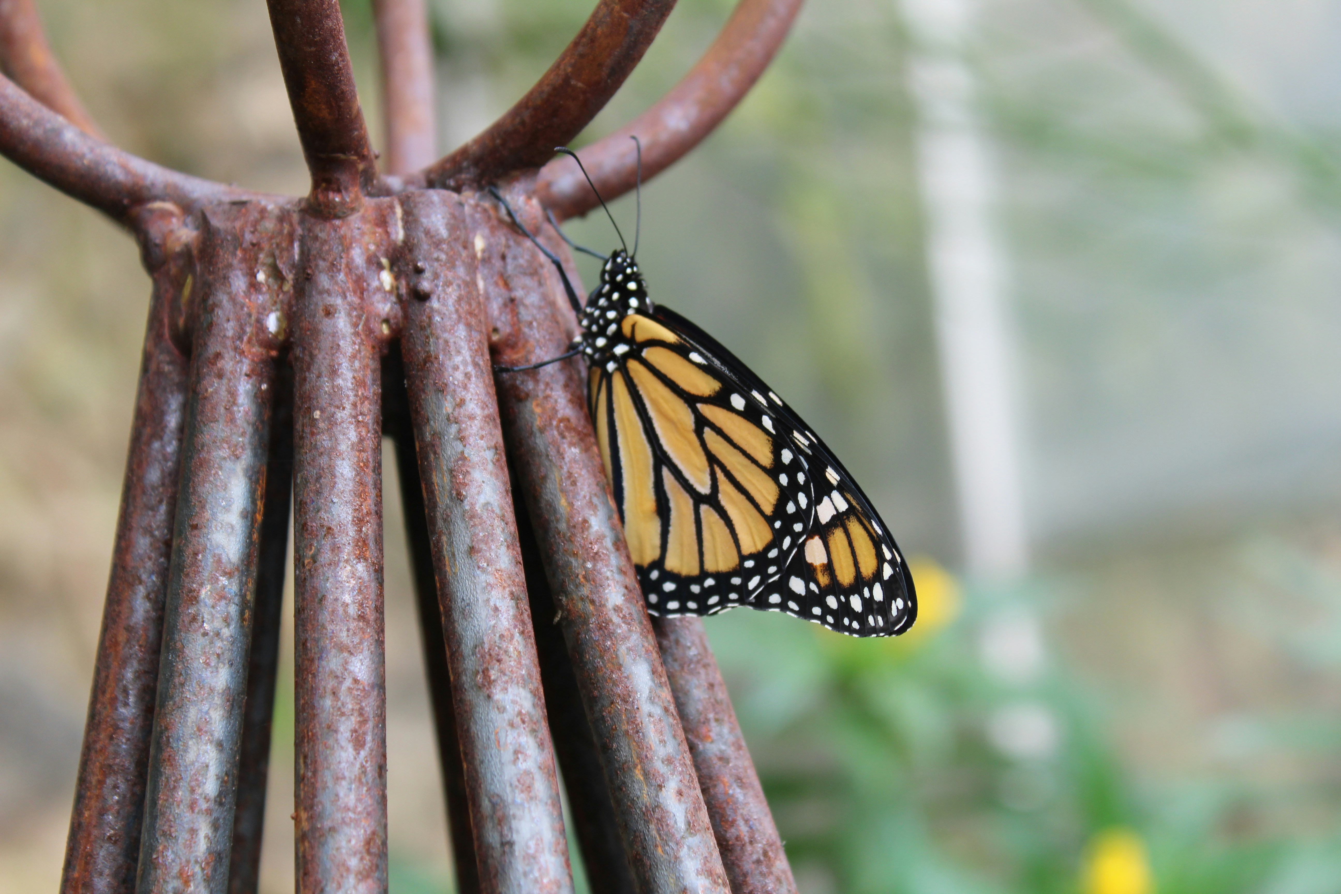 Monarch Pause: Butterfly on a Rusted Tuft