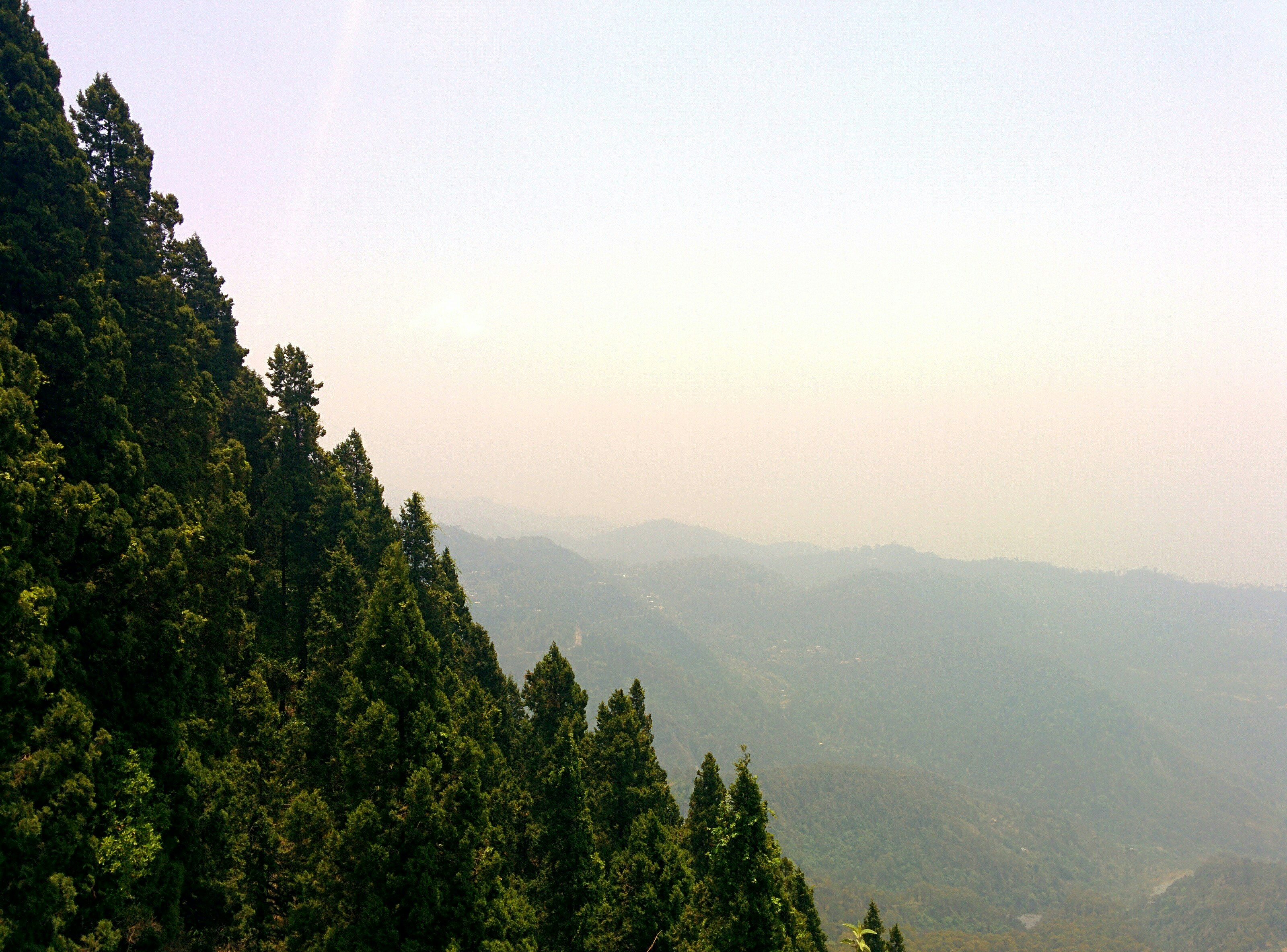 Lush green pine trees cascading down a misty mountain slope, fading into distant hills under a hazy sky.