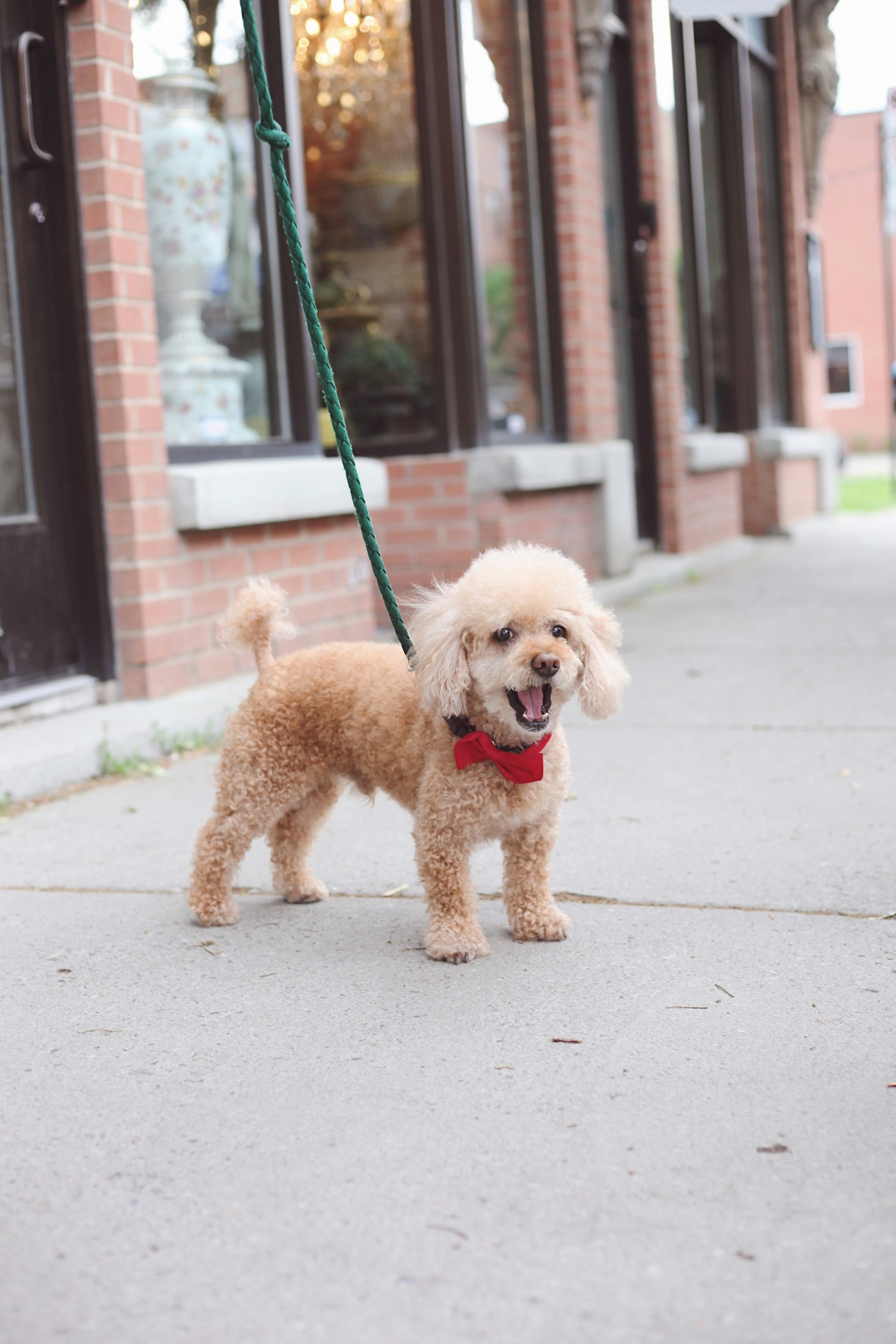 Close-up photography of tan toy poodle photo – Free Animal Image on ...