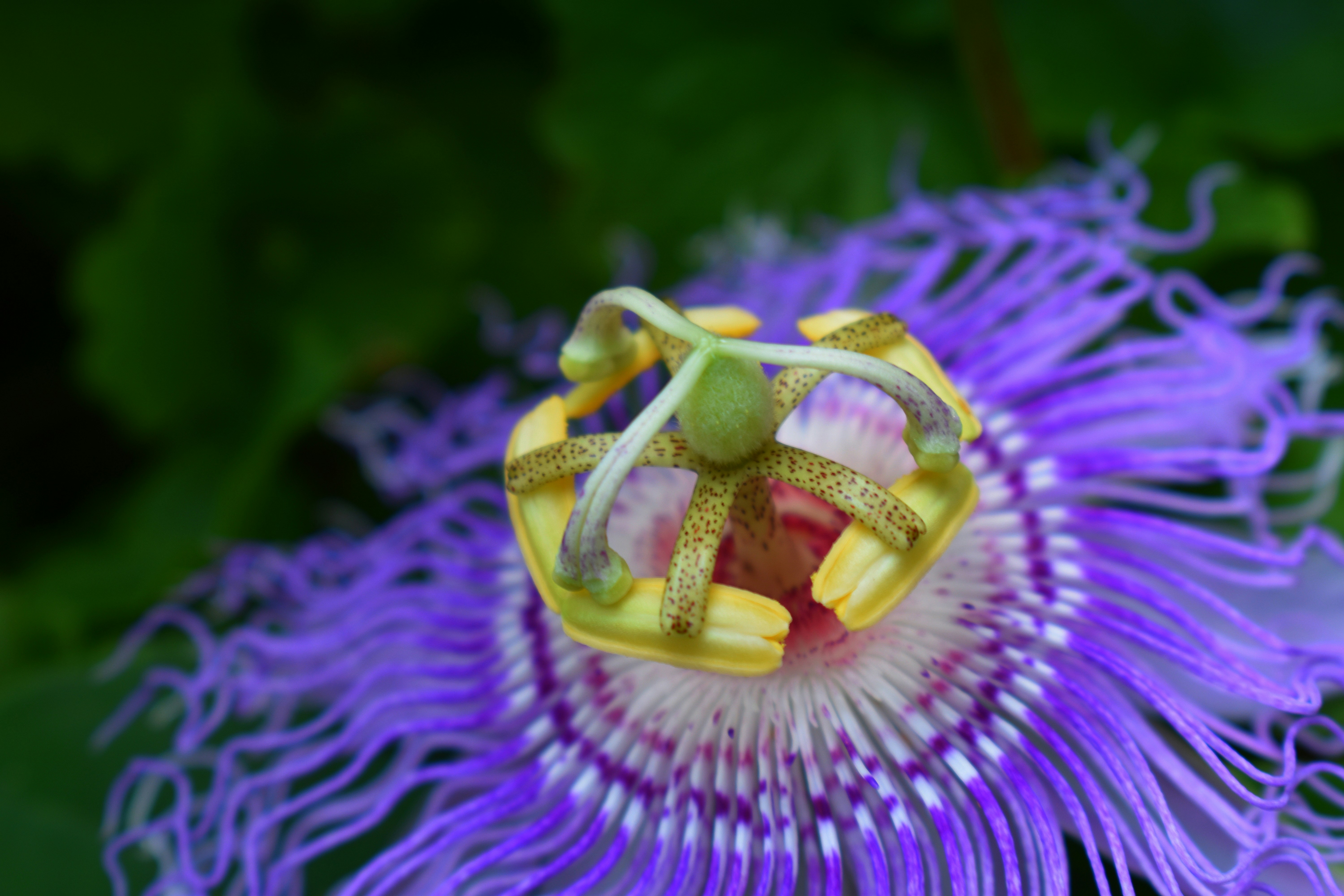 Macro Portrait of a Passionflower: The Crowned Reproductive Core in Violet Radiance