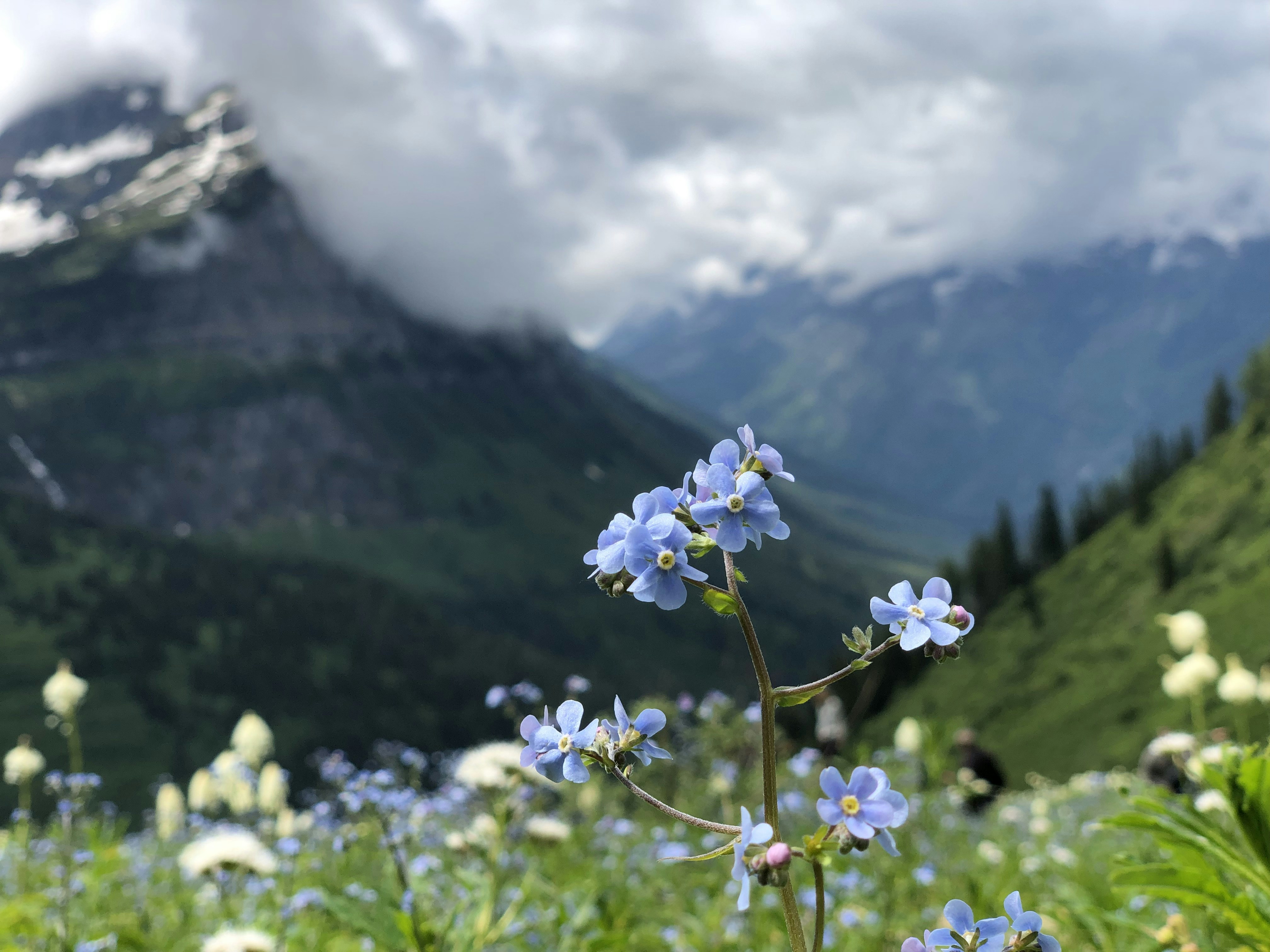 Mountain Flowers Pictures | Download Free Images on Unsplash