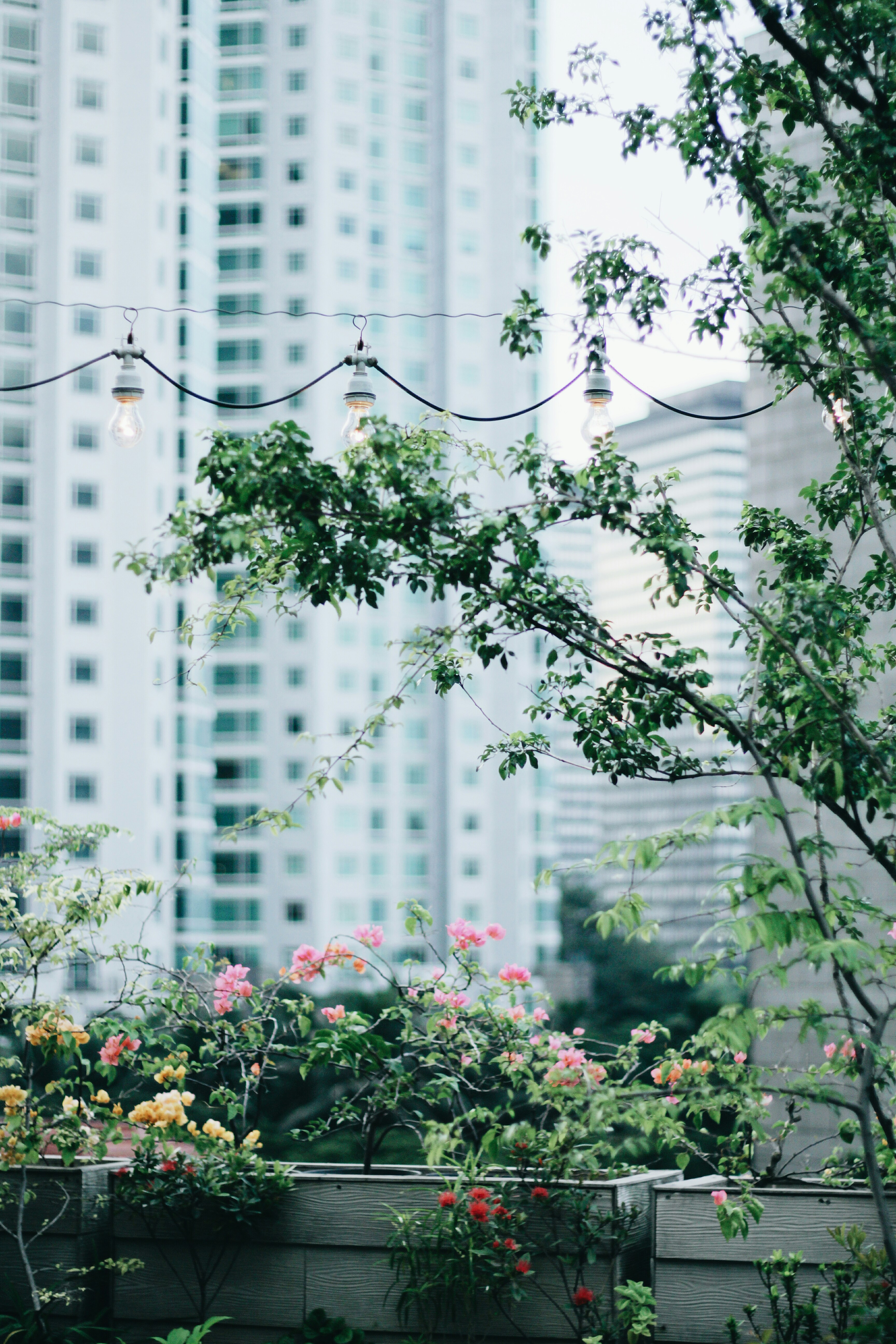 Green-leafed tree near building photo – Free Green cities Image on Unsplash